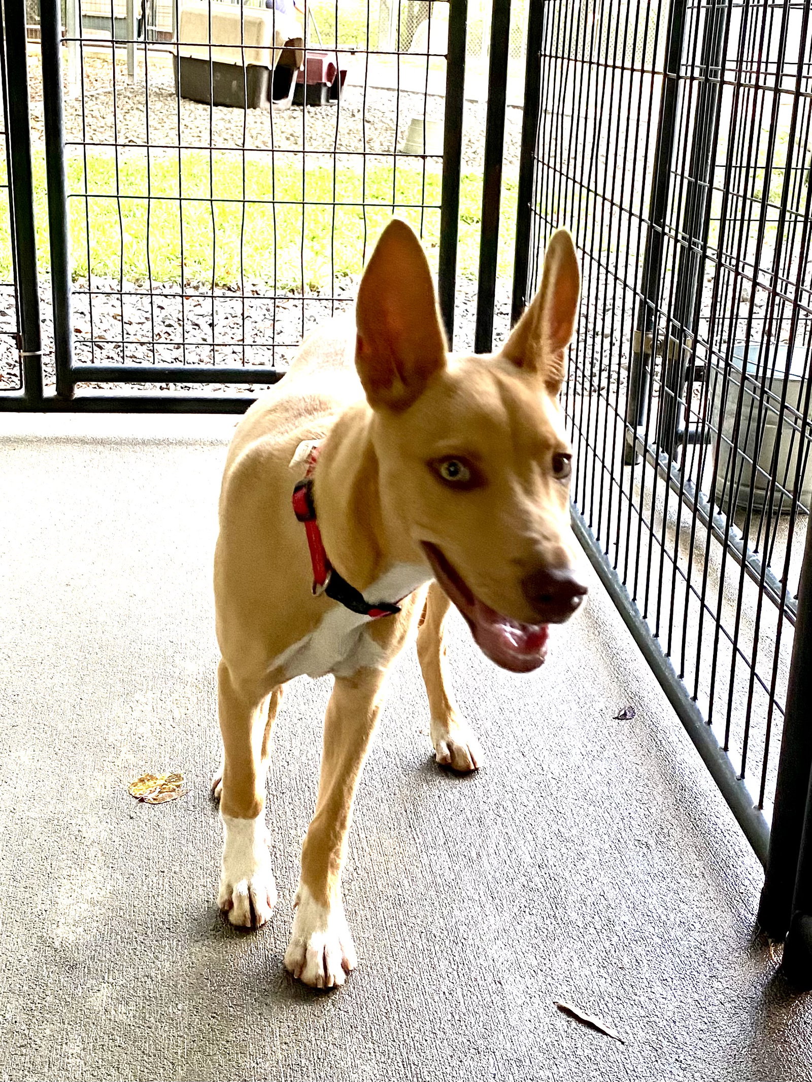 Dog for Adoption - Leon, a Pharaoh Hound in Biscoe, NC | Alpha Paw
