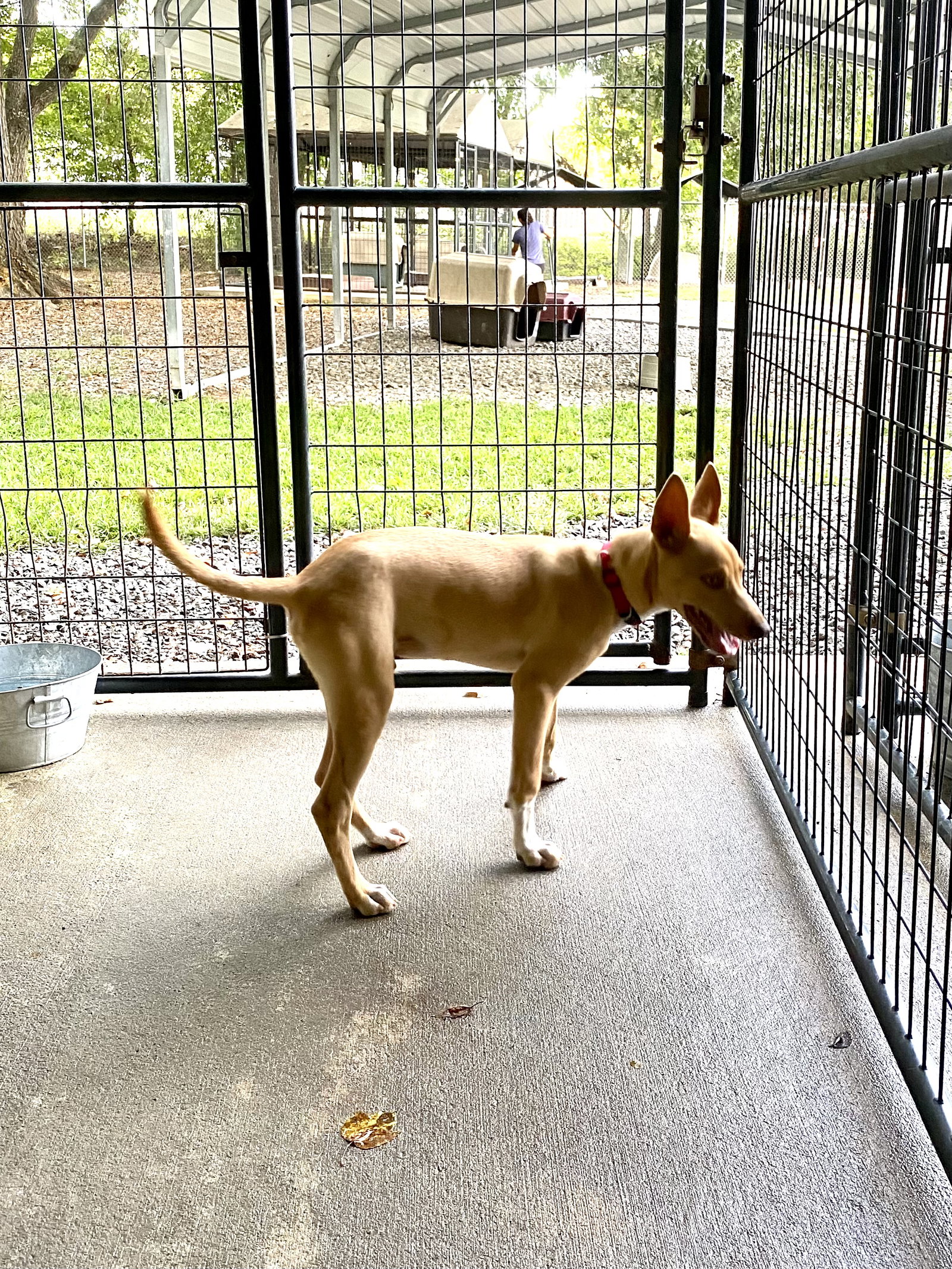 Dog for Adoption - Leon, a Pharaoh Hound in Biscoe, NC | Alpha Paw