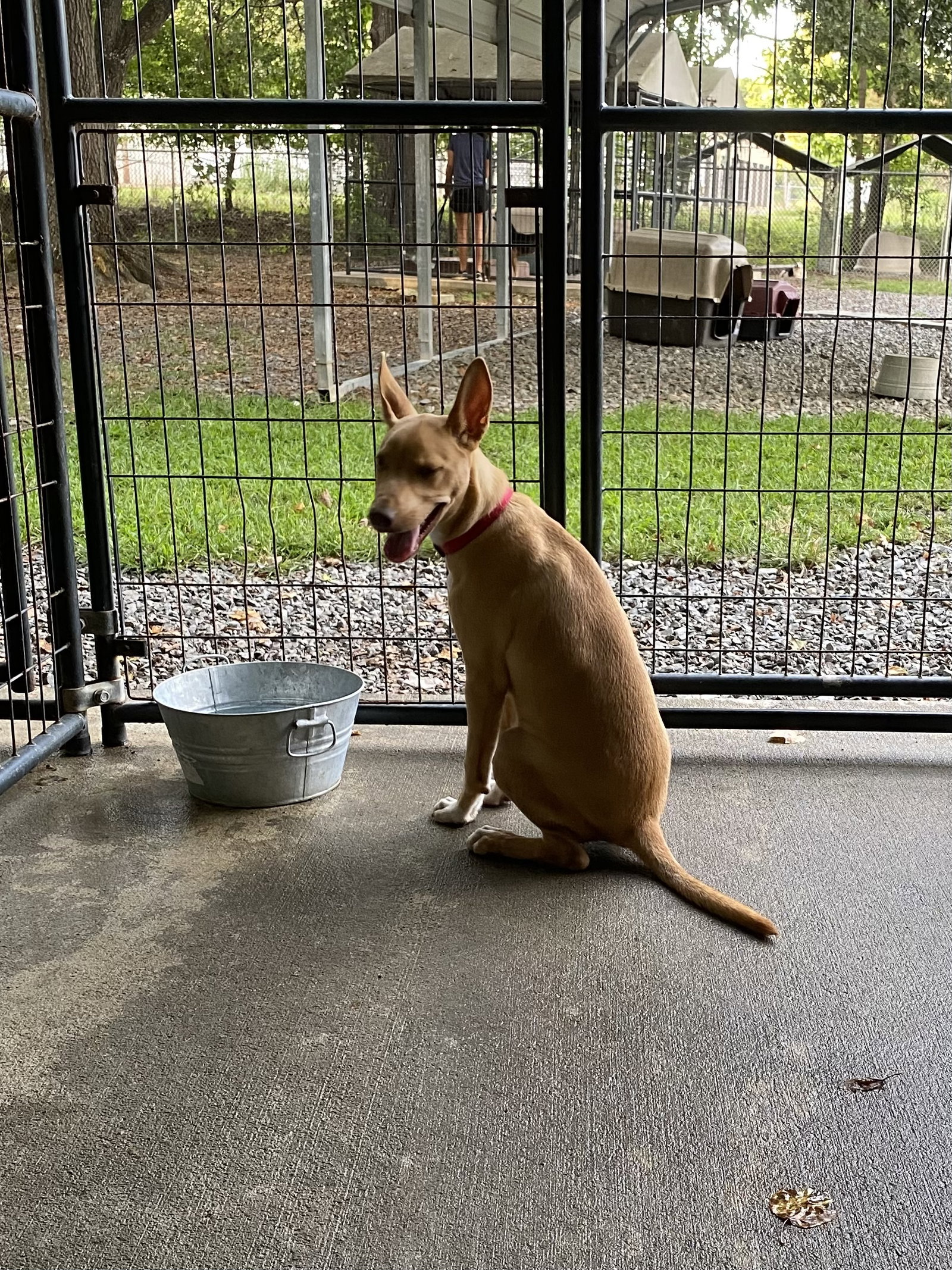 Dog for Adoption - Leon, a Pharaoh Hound in Biscoe, NC | Alpha Paw