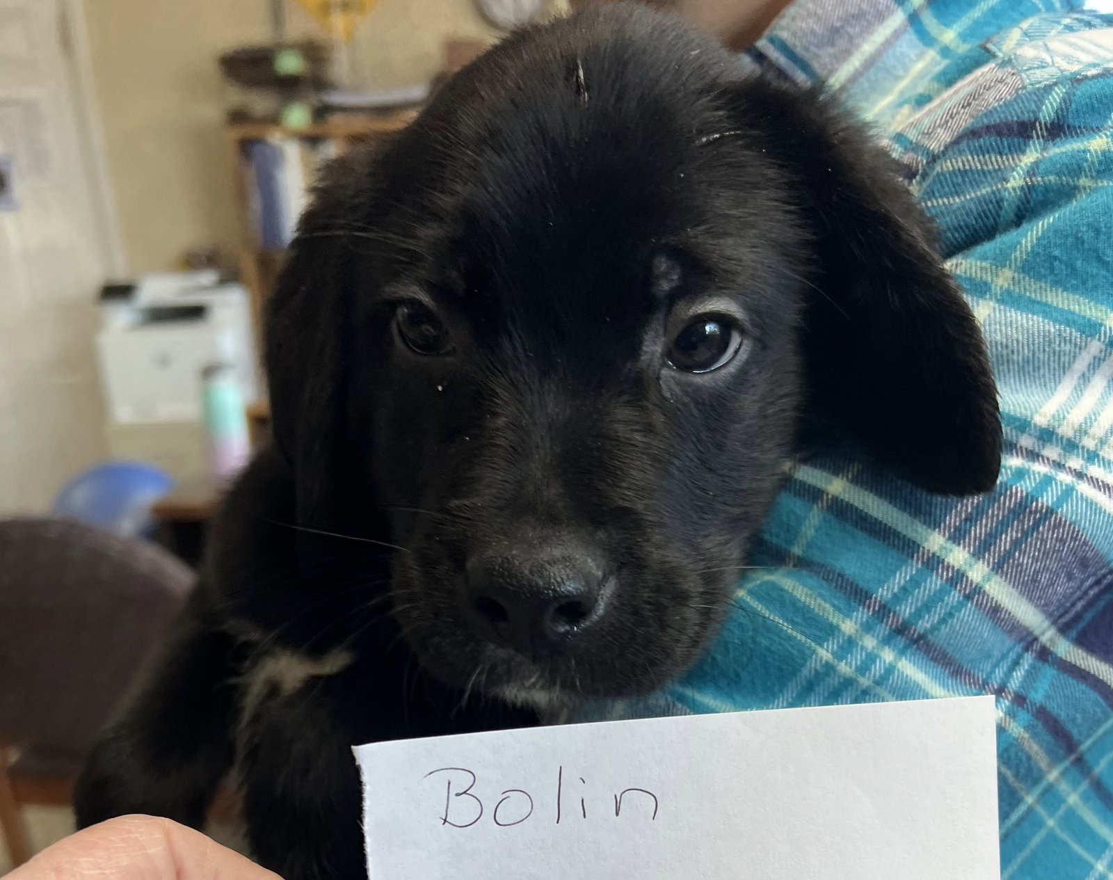 Dog for Adoption - Bolin, a Labrador Retriever in Charlotte, NC | Alpha Paw