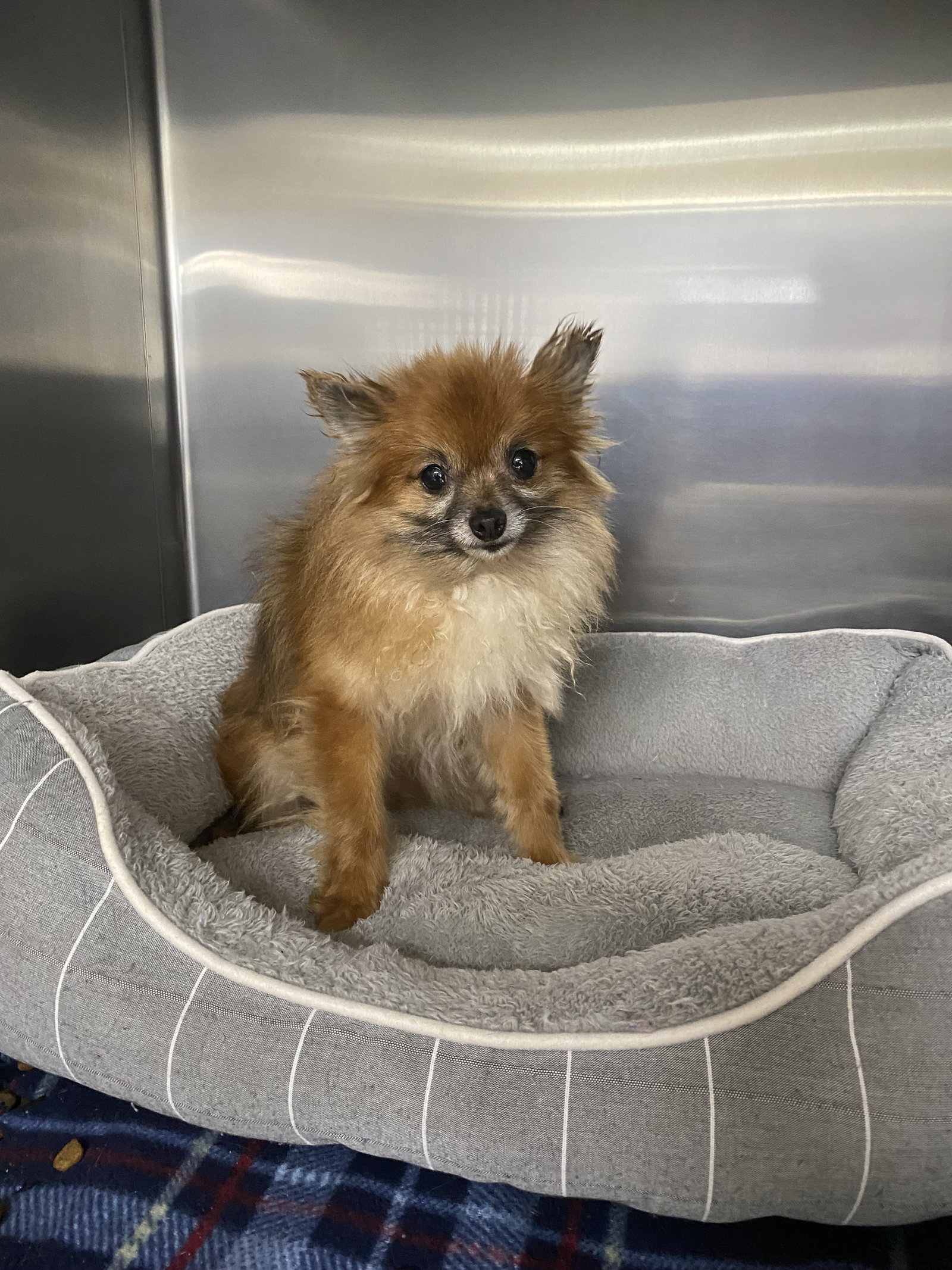 Dog for Adoption - FiFi, a Pomeranian in Hamlet, NC | Alpha Paw