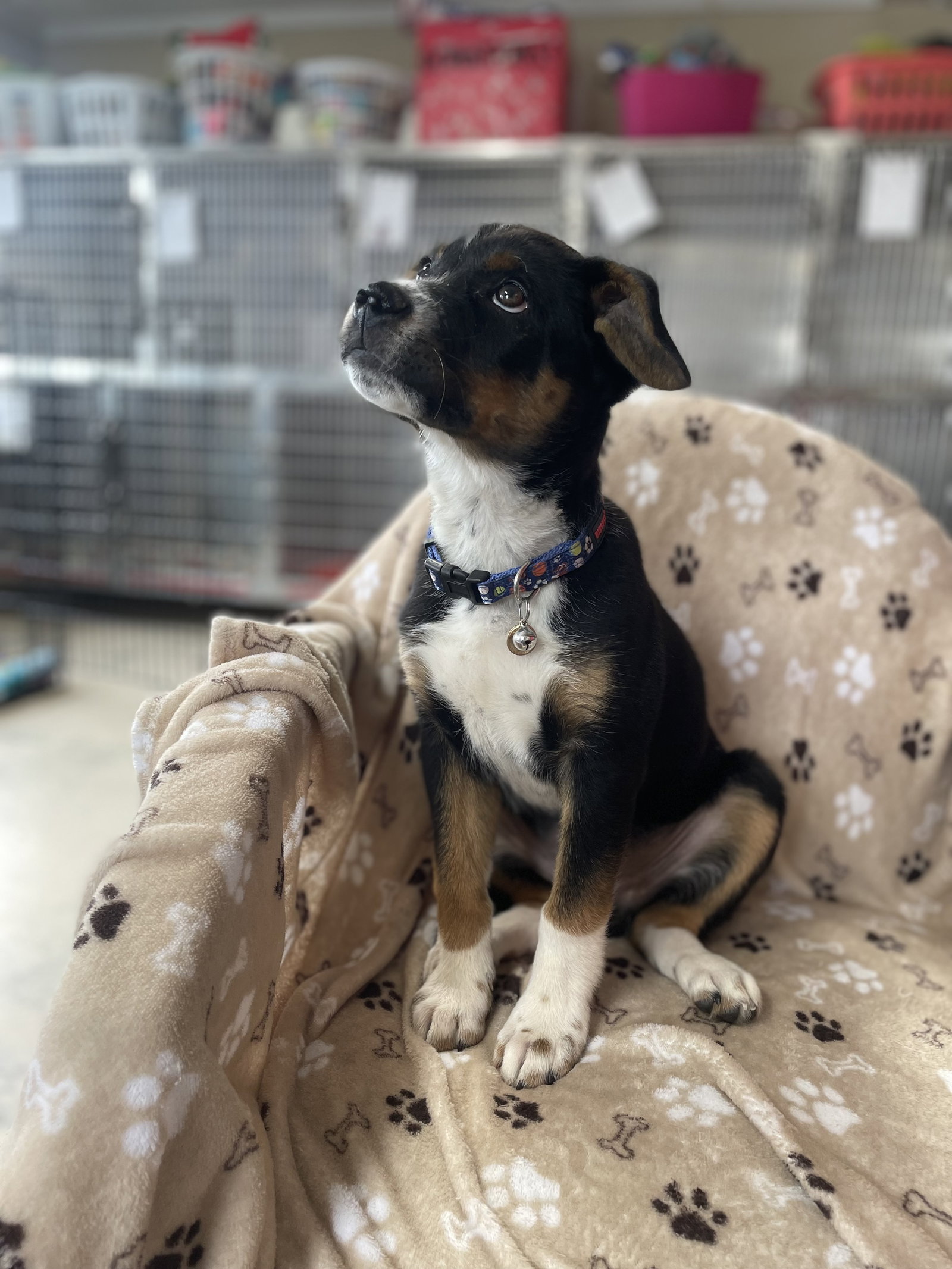 Dog adoption in Albemarle, NC 28001: Rottweiler / Mixed (short coat ...
