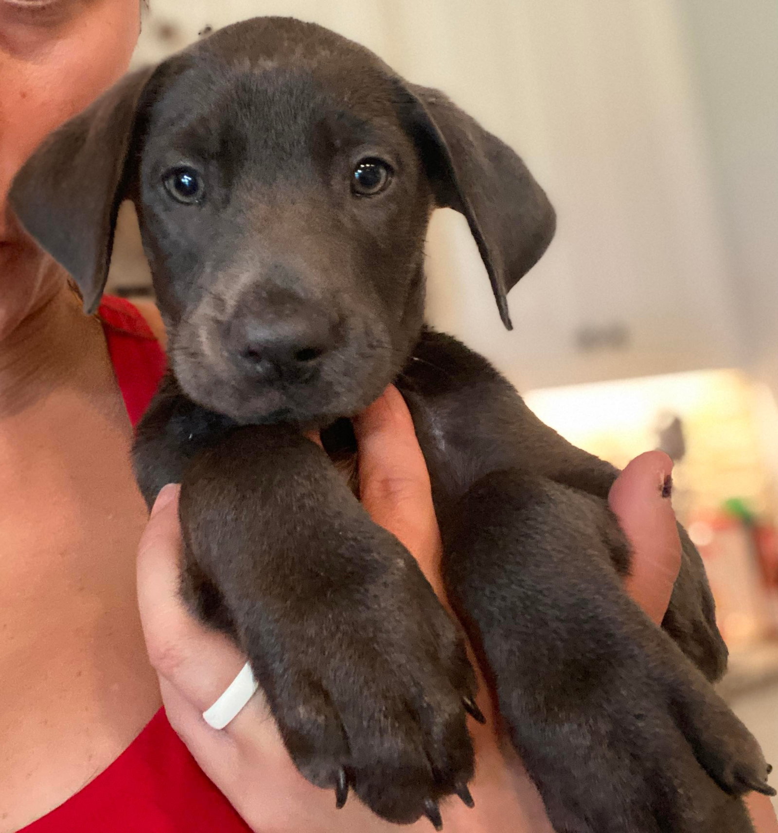 Dog for Adoption - Eva, a Labrador Retriever in Somerset County, NJ ...