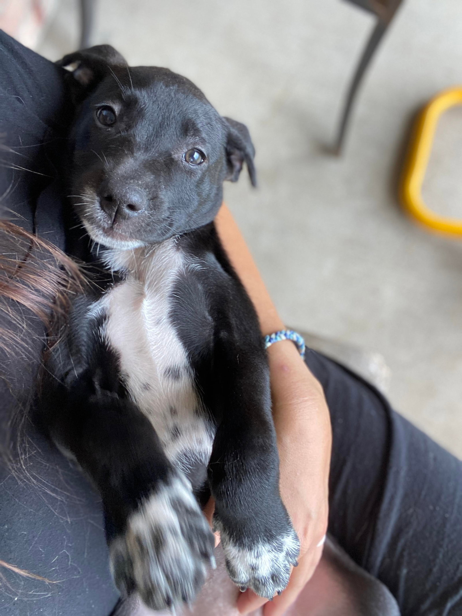 Dog for Adoption - Ava (puppy) - Adoption Pending!, a Labrador ...