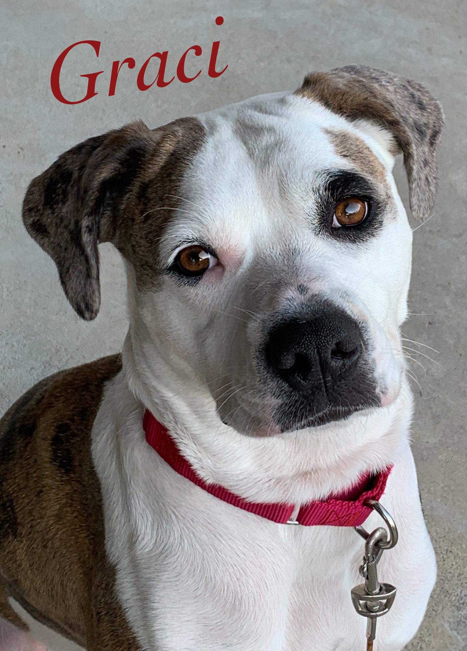 Dog for Adoption - Graci, a Catahoula Leopard Dog in New York City, NY ...
