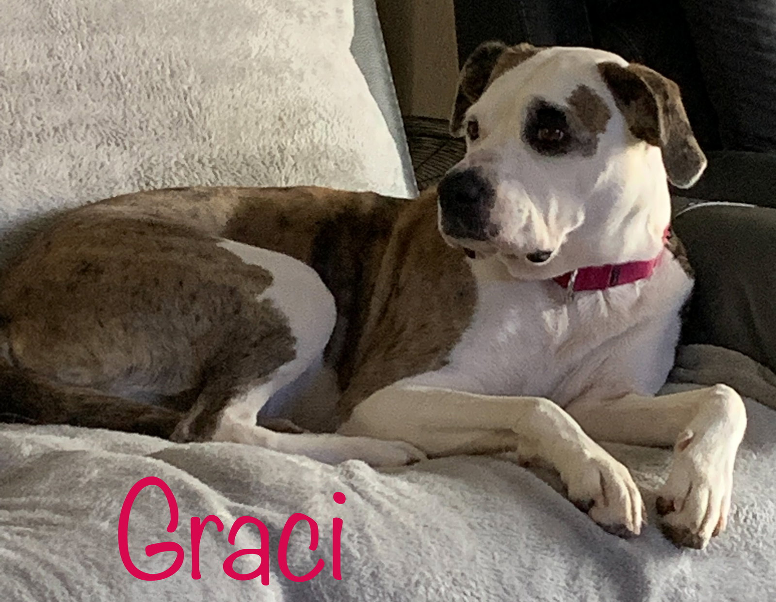 Dog for Adoption - Graci, a Catahoula Leopard Dog in New York City, NY ...
