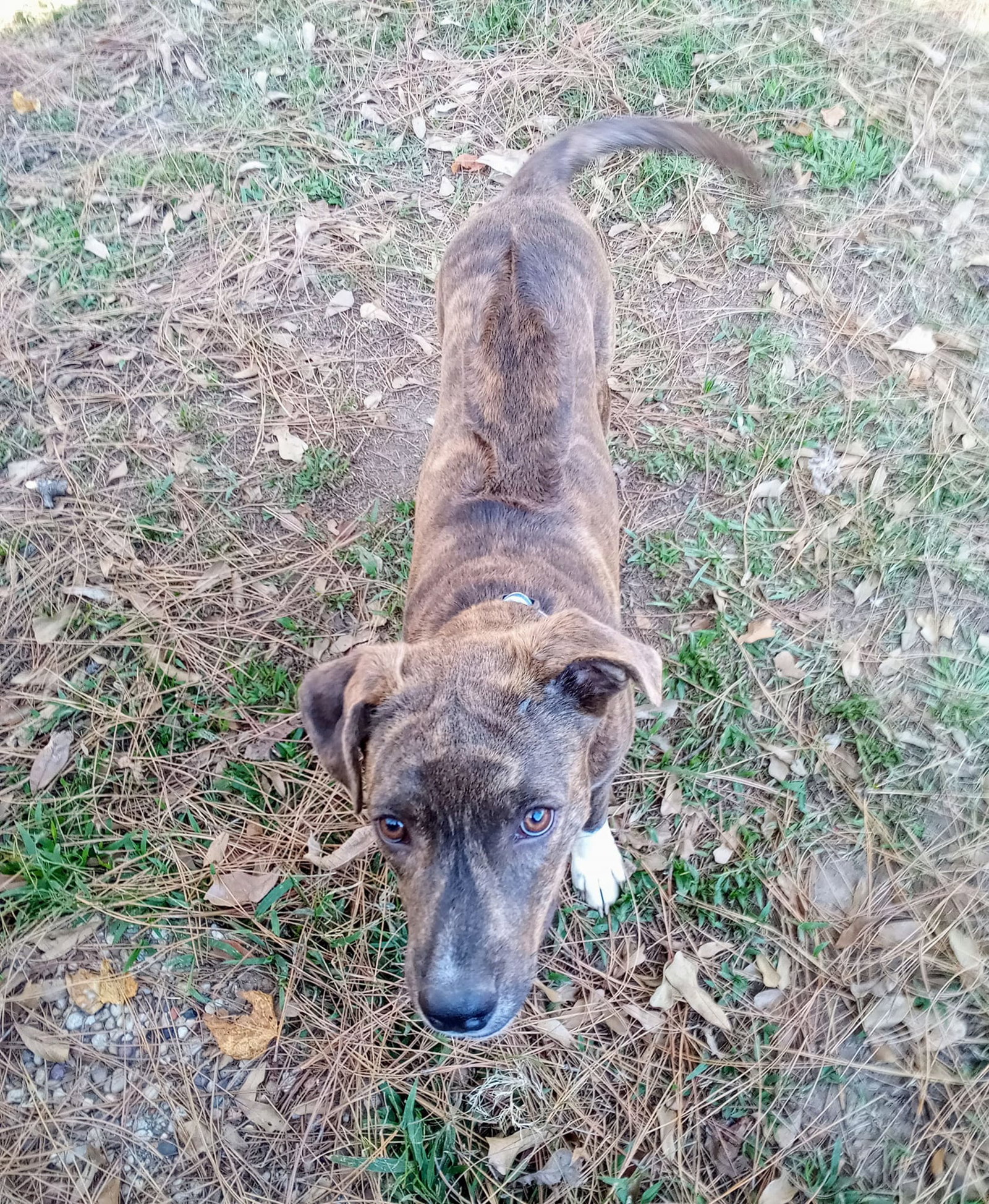 Dog for Adoption - Starlight - Precious Pup!, a Plott Hound in Beverly ...
