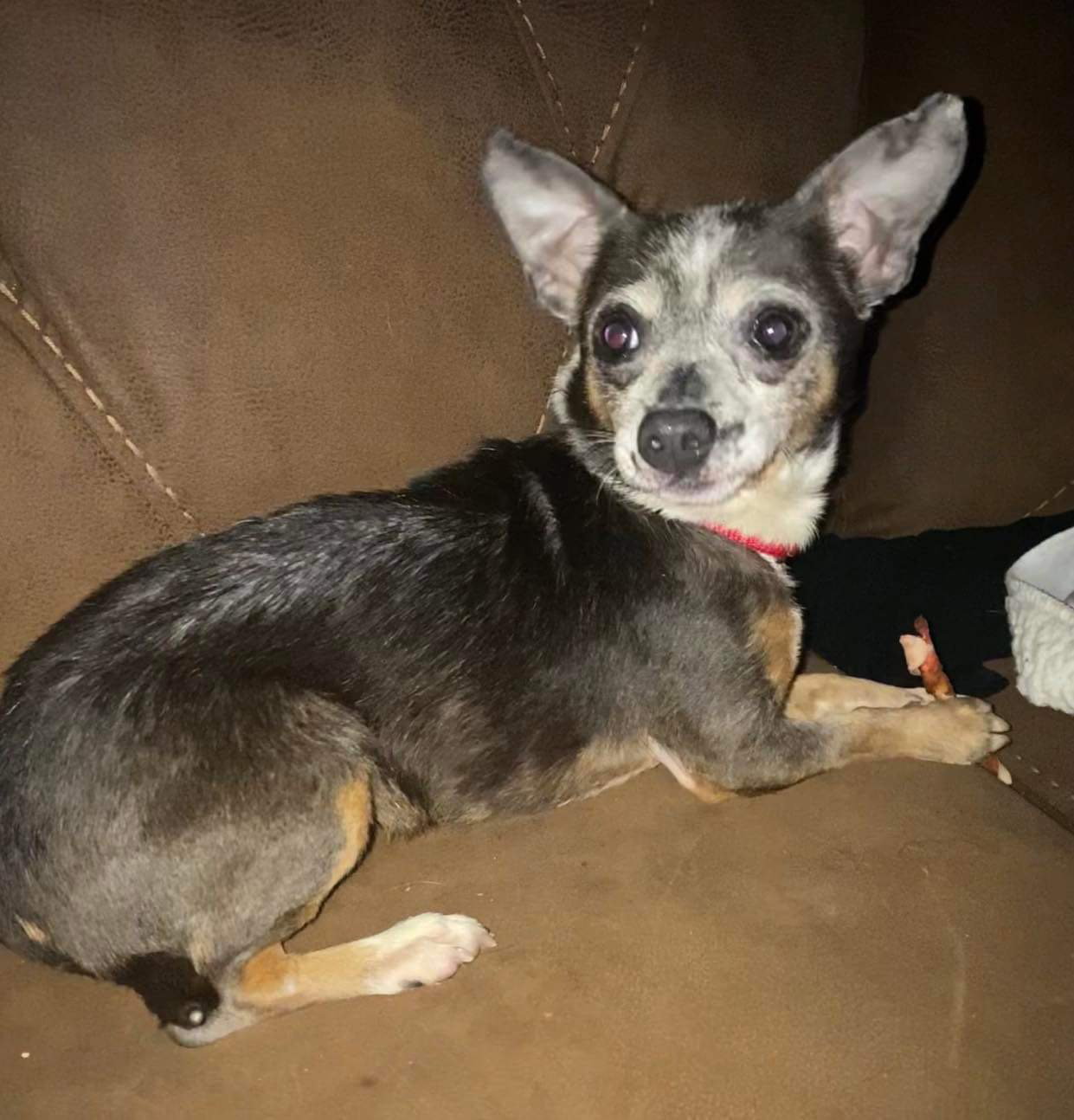 Dog for Adoption - Paco, a Chihuahua in Oceanside, NY | Alpha Paw