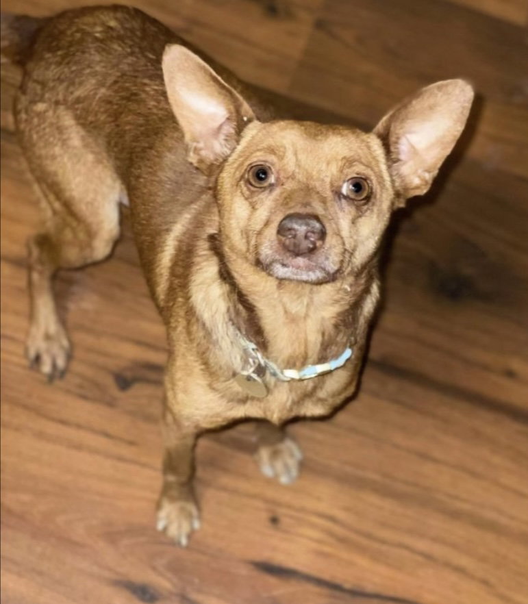 Dog for Adoption - Rusty, a Chihuahua in Bethpage, NY | Alpha Paw