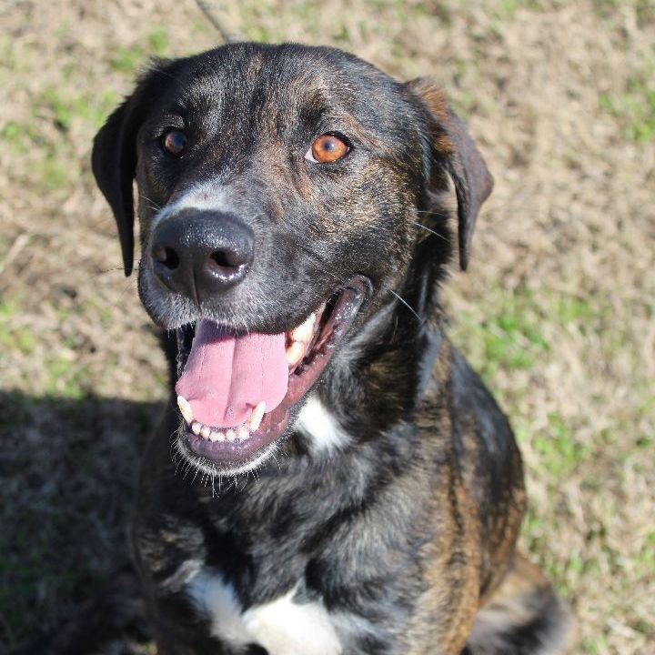 Dog for Adoption - Deuce, a Labrador Retriever in Richmond Hill, NY ...