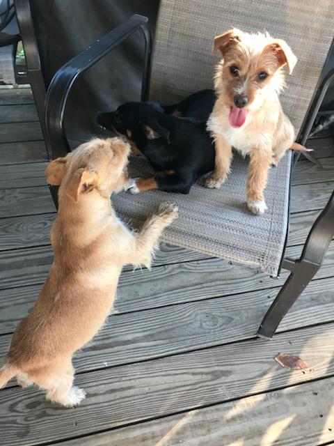 Dog for Adoption - Pixie, a Norfolk Terrier in Staten Island, NY ...