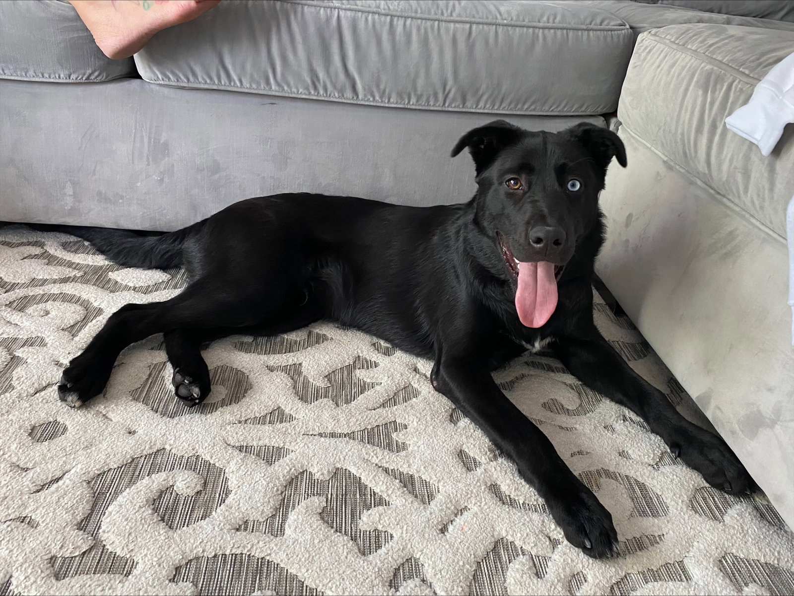 Dog for Adoption - Joe J., a Shepherd in Steinway, NY | Alpha Paw