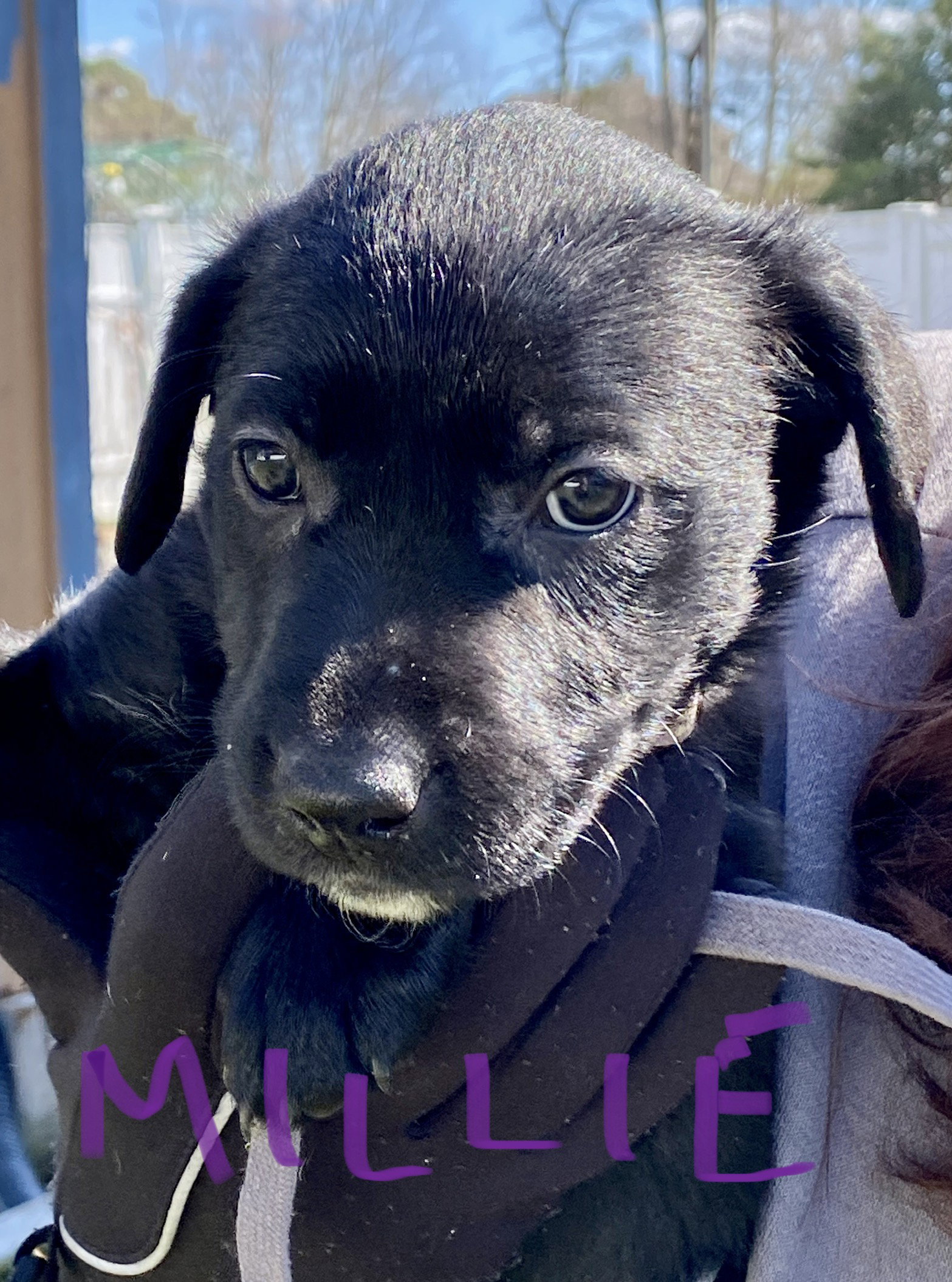 Dog for Adoption - Millie - A tiny beauty!, a Labrador Retriever in ...
