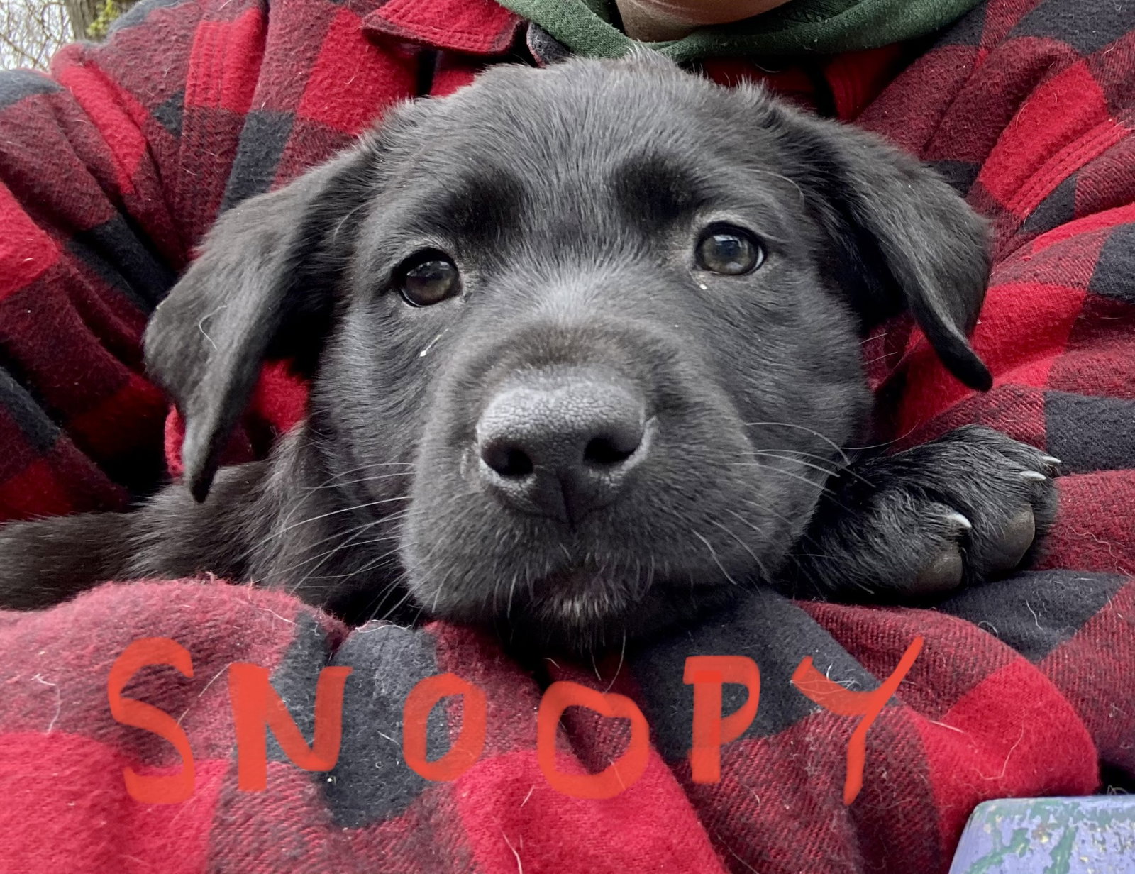 Dog for Adoption - Snoopy, a Labrador Retriever in University Gardens ...