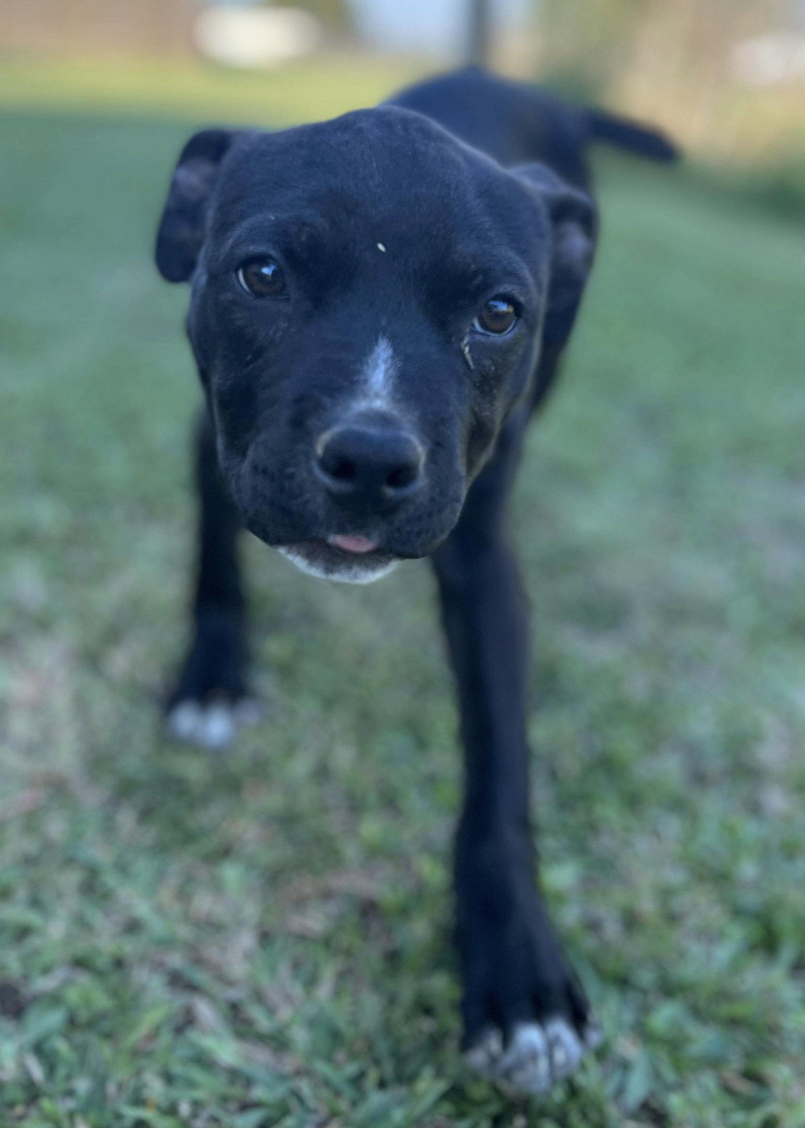 Dog for Adoption - Marsha - Cuteness overload!, a Labrador Retriever in ...