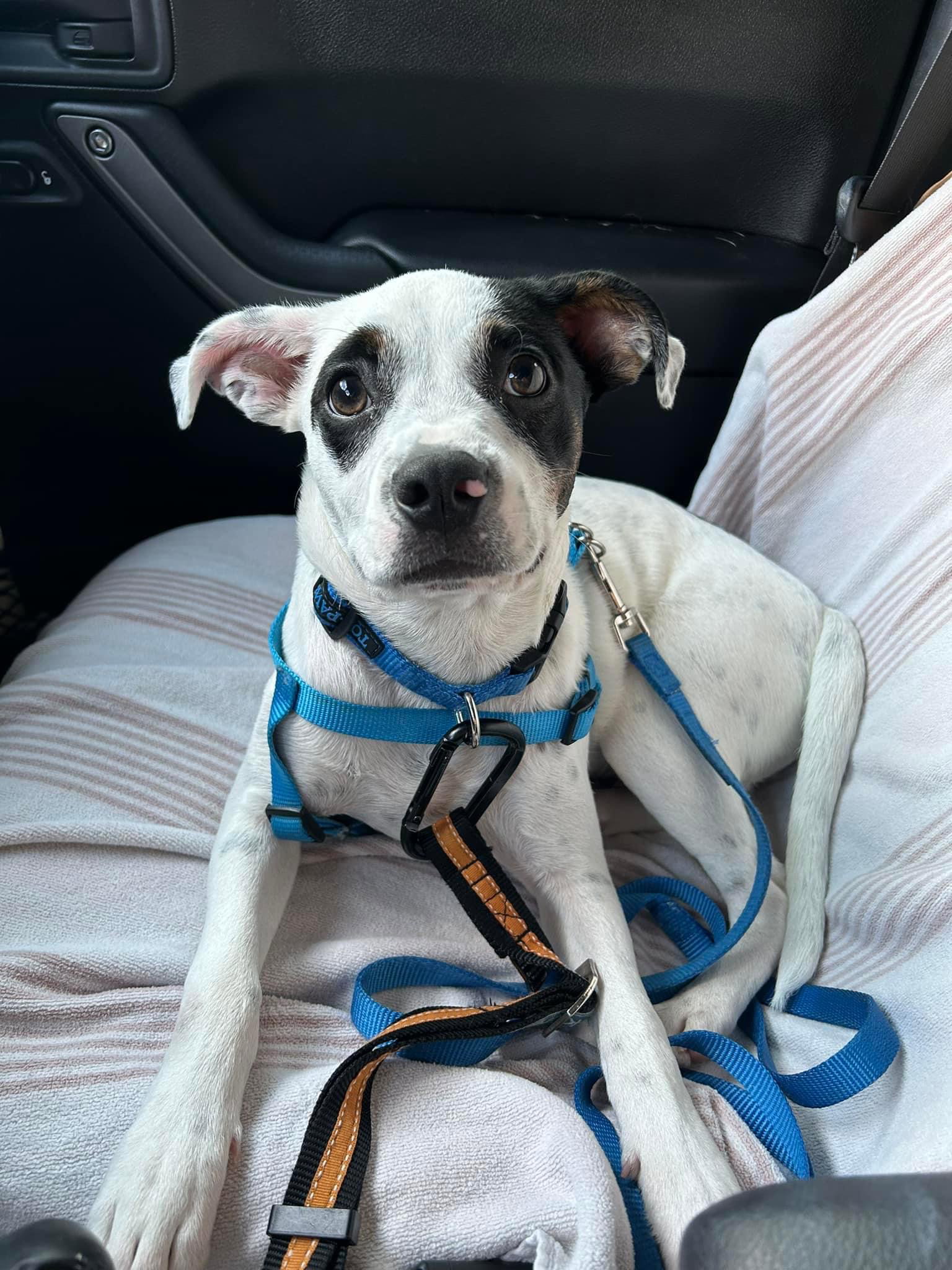 Dog for Adoption - Jack, a Jack Russell Terrier in Long Island City, NY ...