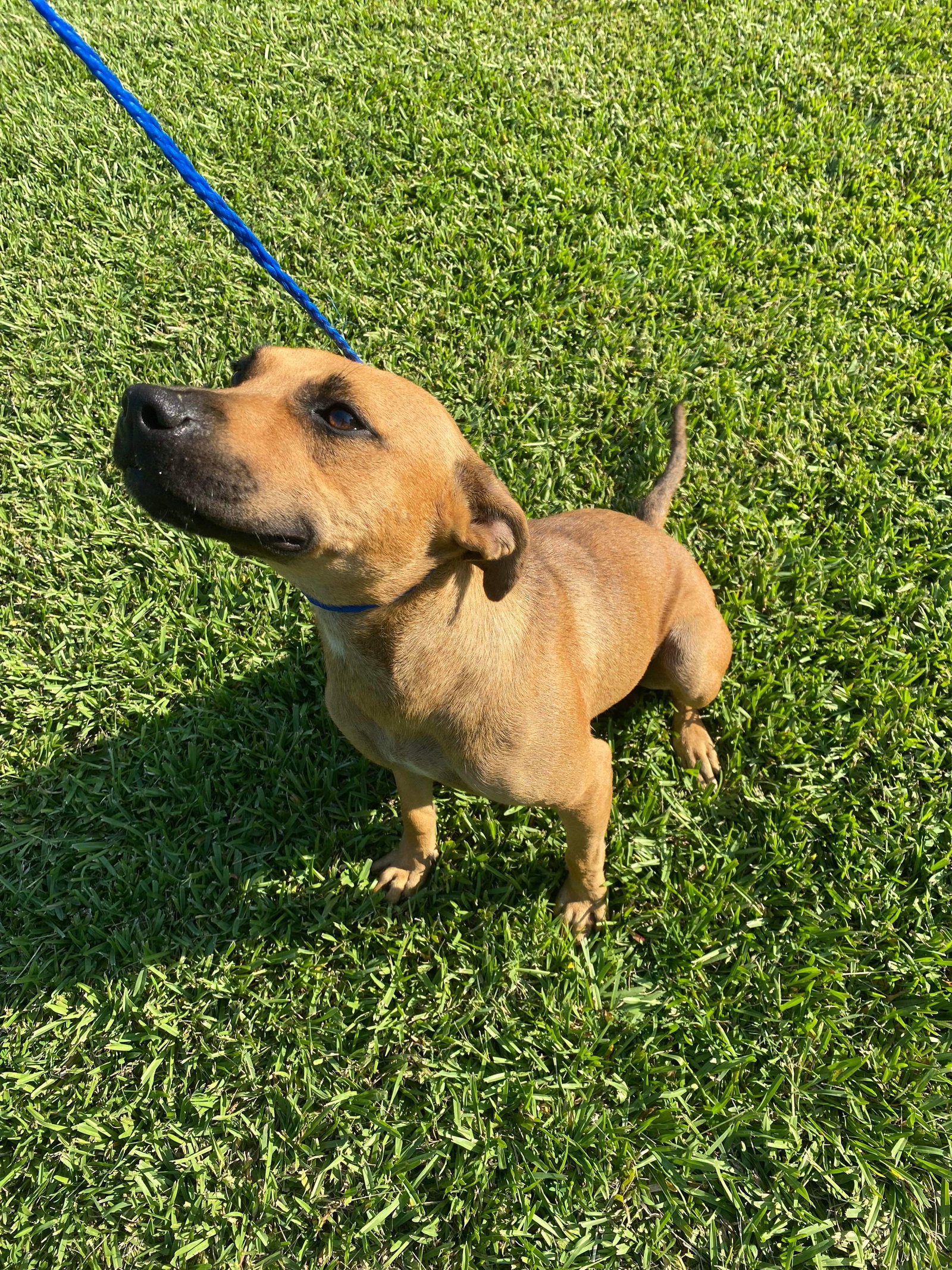 Dog for Adoption - Destin - Doting Mama!, a Black Mouth Cur in Bay Park ...