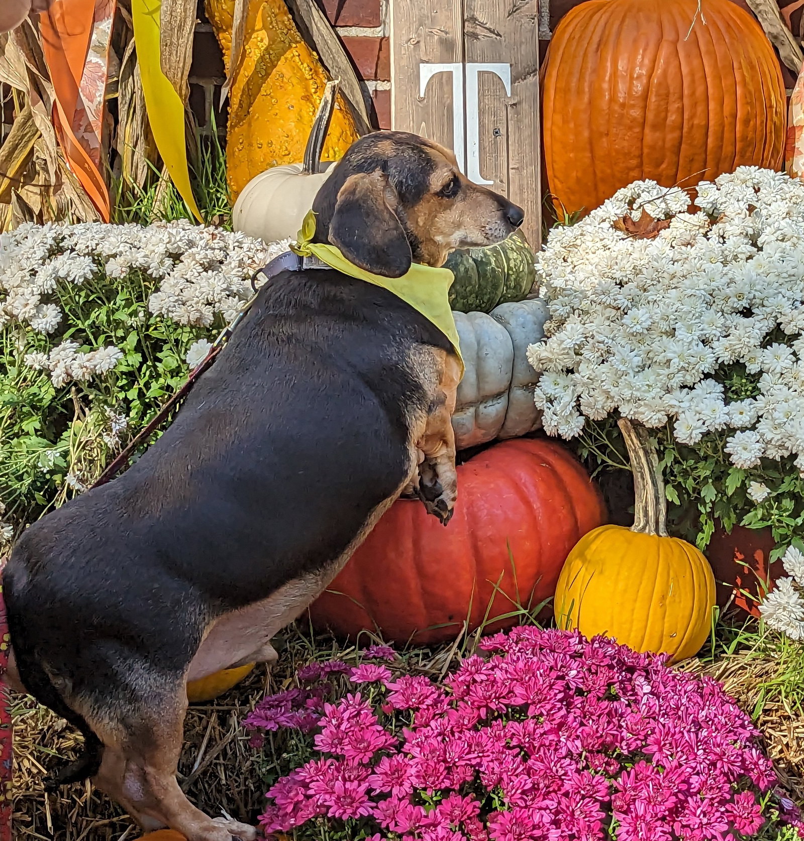Dog for Adoption - Moby - Move over! I'm cute!, a Dachshund in ...
