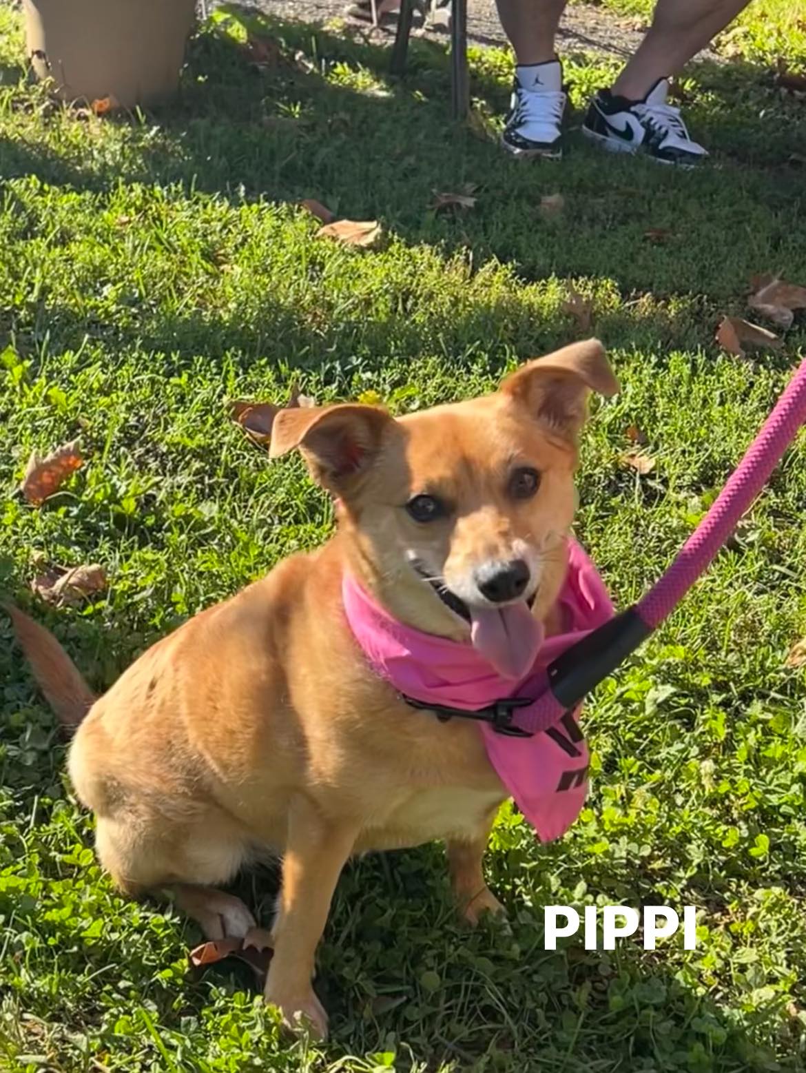 Pippi - Available!'s Web Page