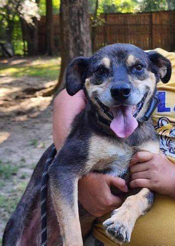 Dog for Adoption - Harmony - Heavenly Pup!, a Terrier in Manhattan, NY ...