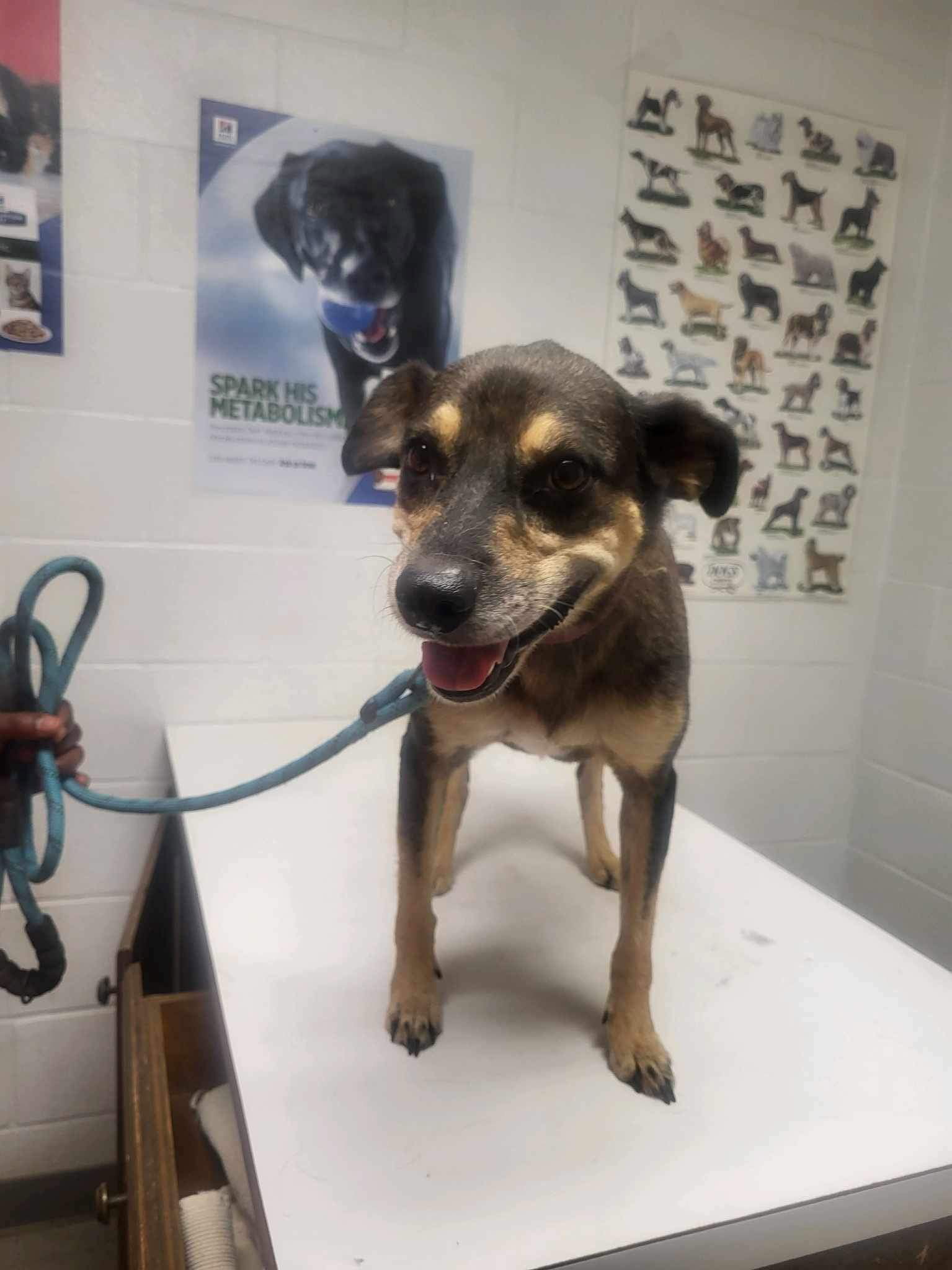 Dog for Adoption - Harmony - Heavenly Pup!, a Terrier in Manhattan, NY ...