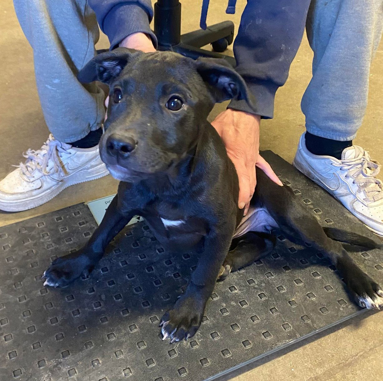 Dog for Adoption - Skittles - Super Cute!, a Labrador Retriever in ...