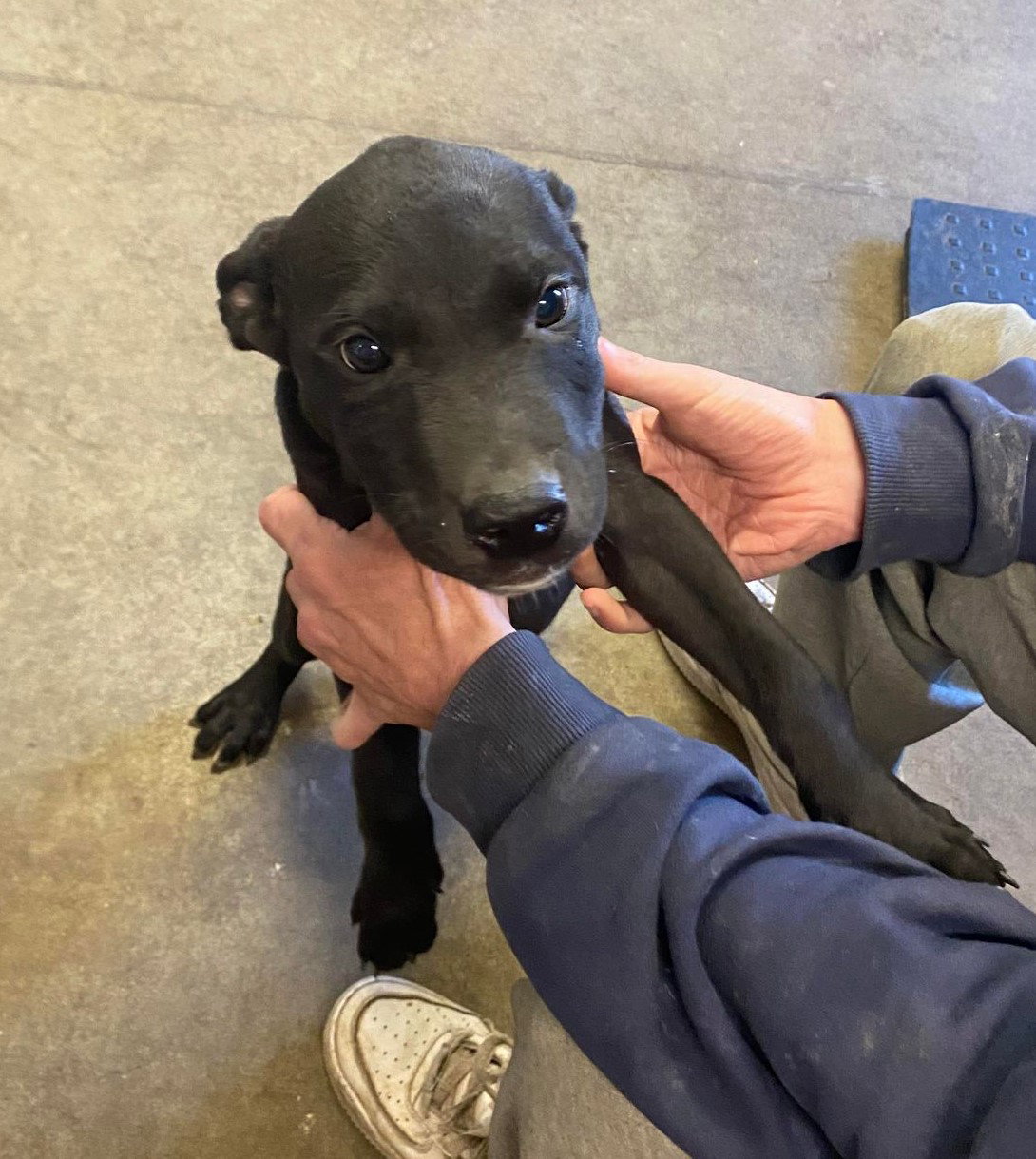 Dog for Adoption - Bazooka now Ozzy, a Labrador Retriever in Barnum ...