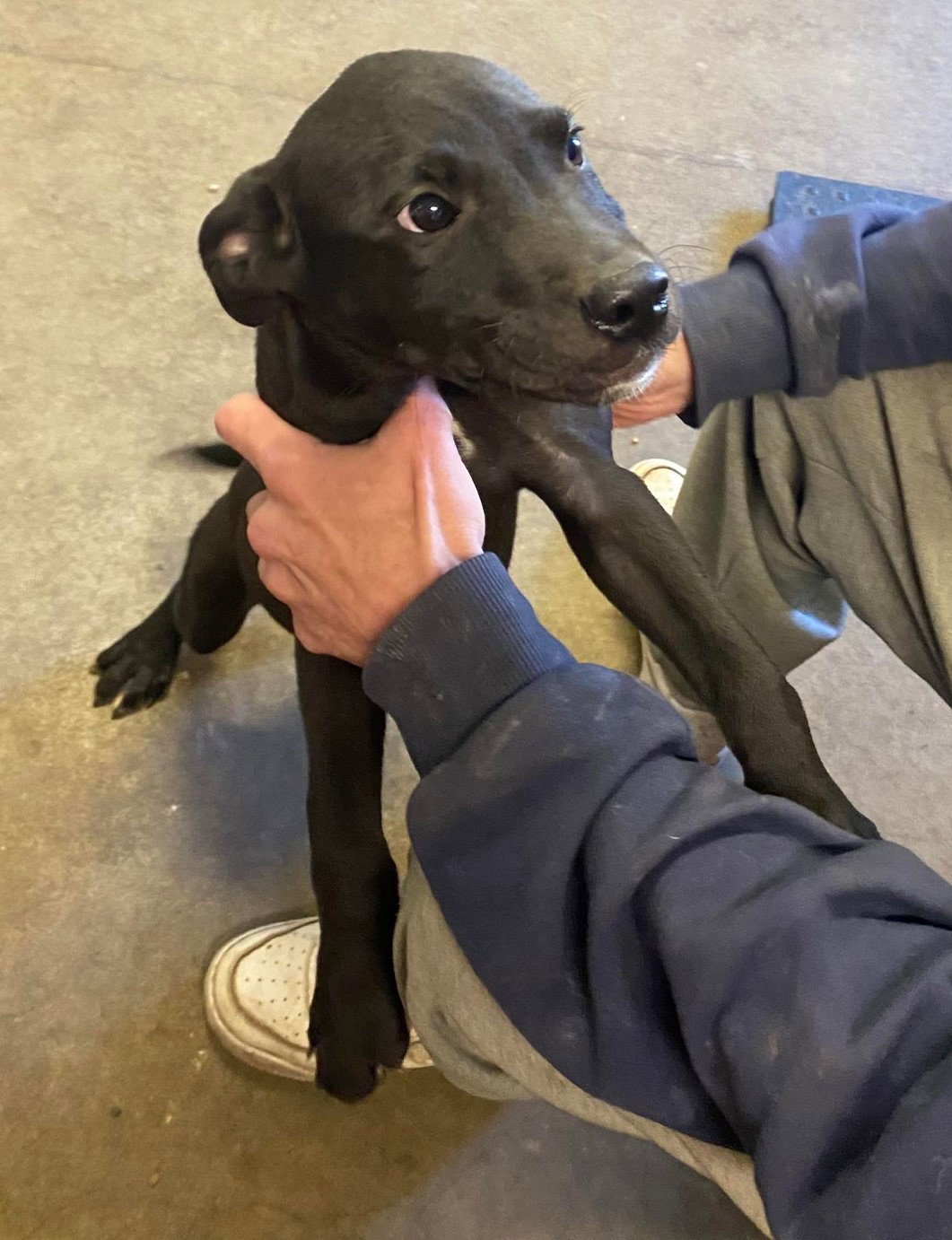 Dog for Adoption - Bazooka now Ozzy, a Labrador Retriever in Barnum ...