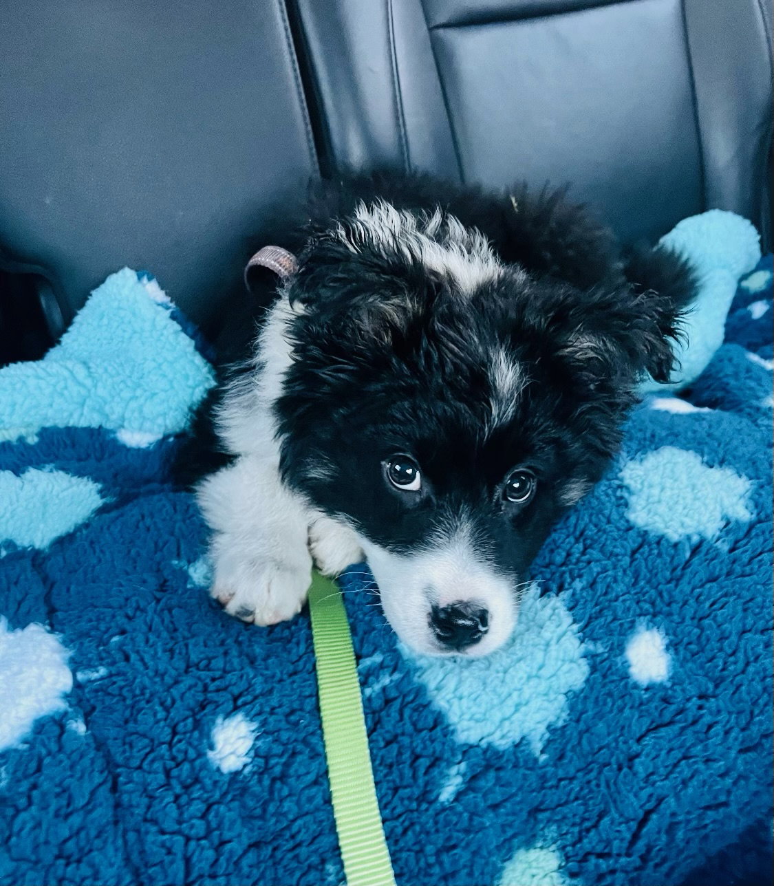 Dog for Adoption - Saber - Super Smart Pup!, a Australian Shepherd in ...