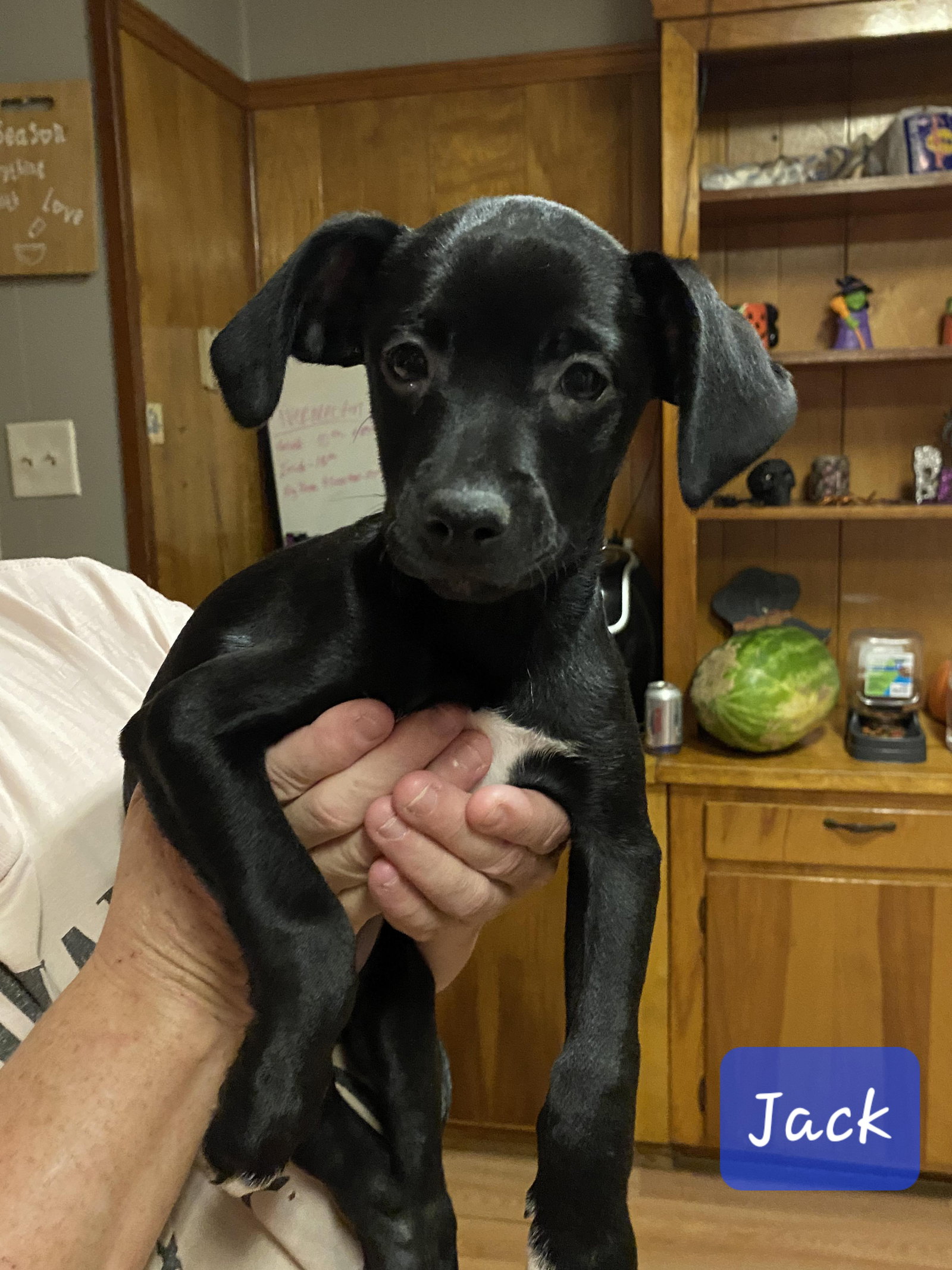 Dog for Adoption - JackJack aka JJ, a Rat Terrier in Maspeth, NY ...