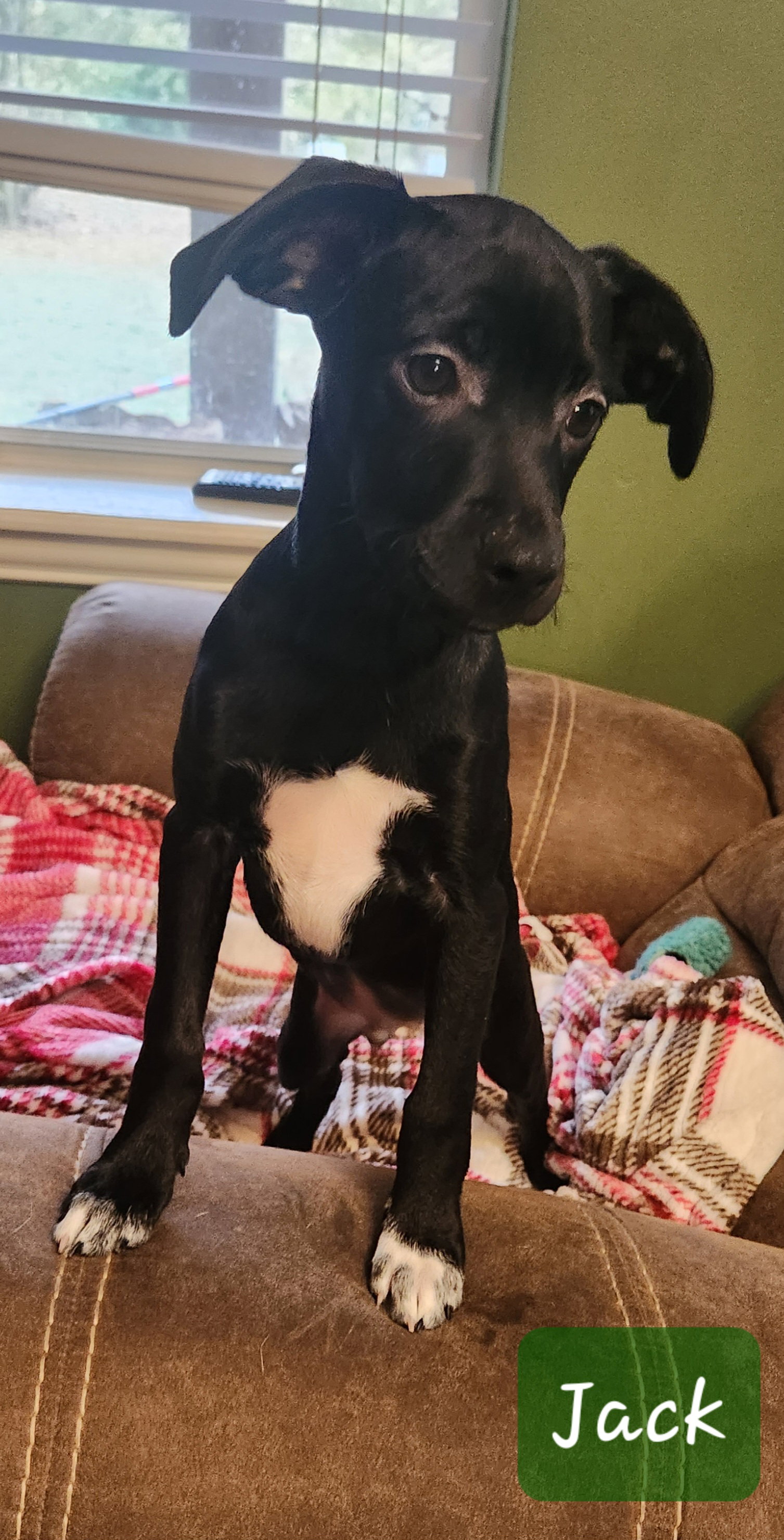 Dog for Adoption - JackJack - Just Adorable!, a Rat Terrier in Nassau ...