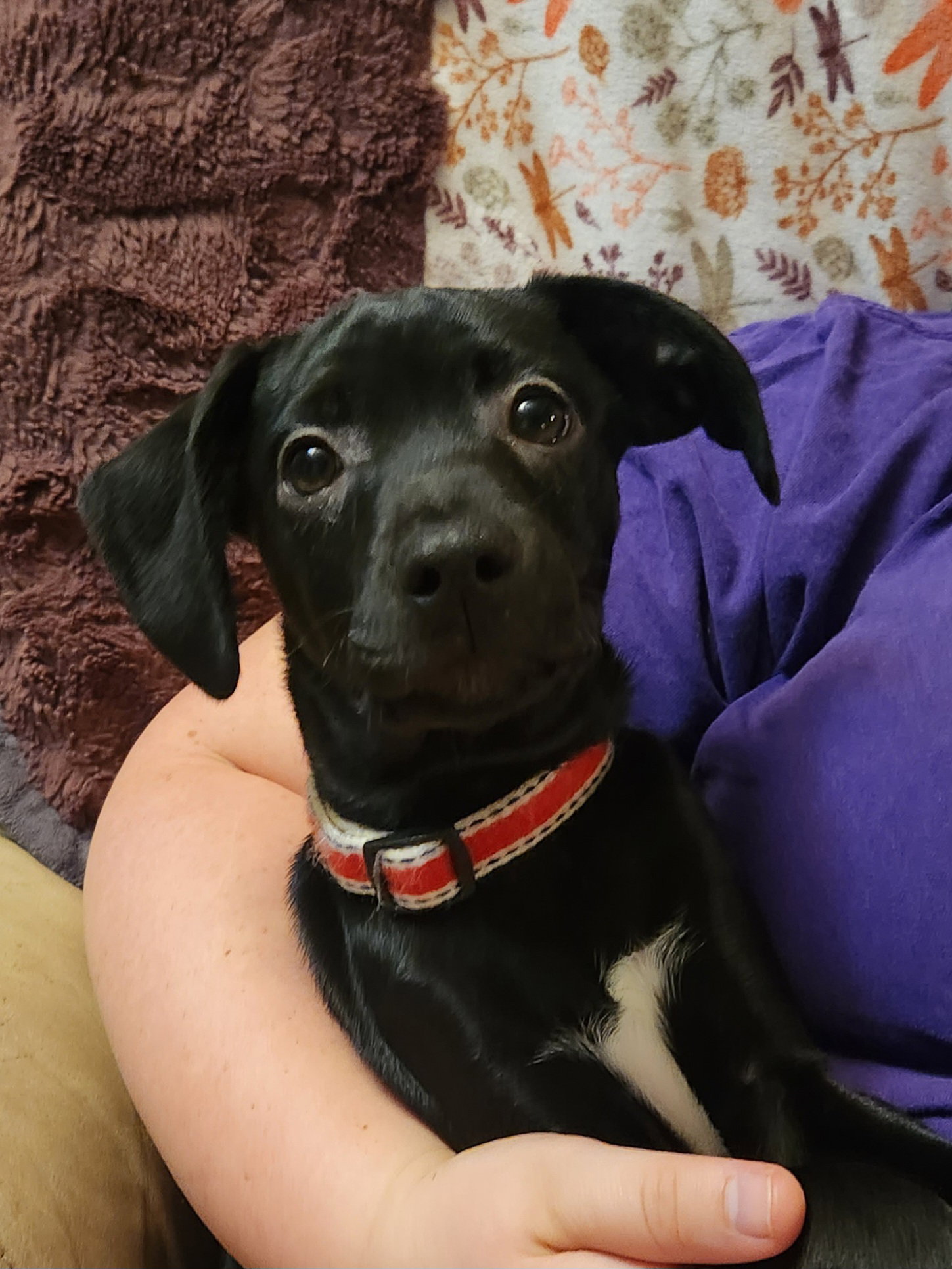 Dog for Adoption - JackJack aka JJ, a Rat Terrier in Maspeth, NY ...