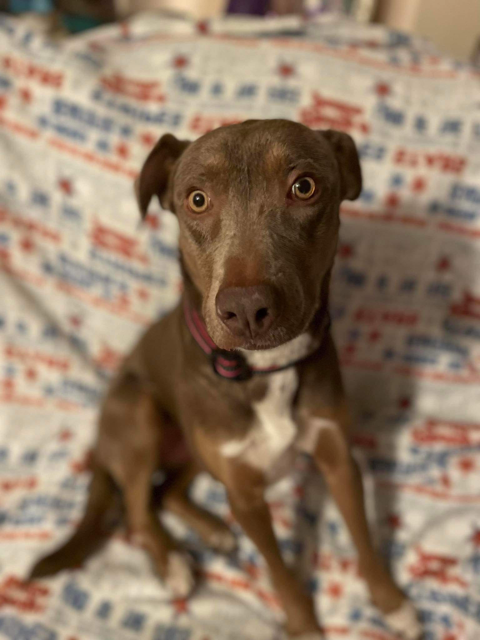 Dog for Adoption - Ella - Friendly gal!, a Mountain Cur in South Toms ...