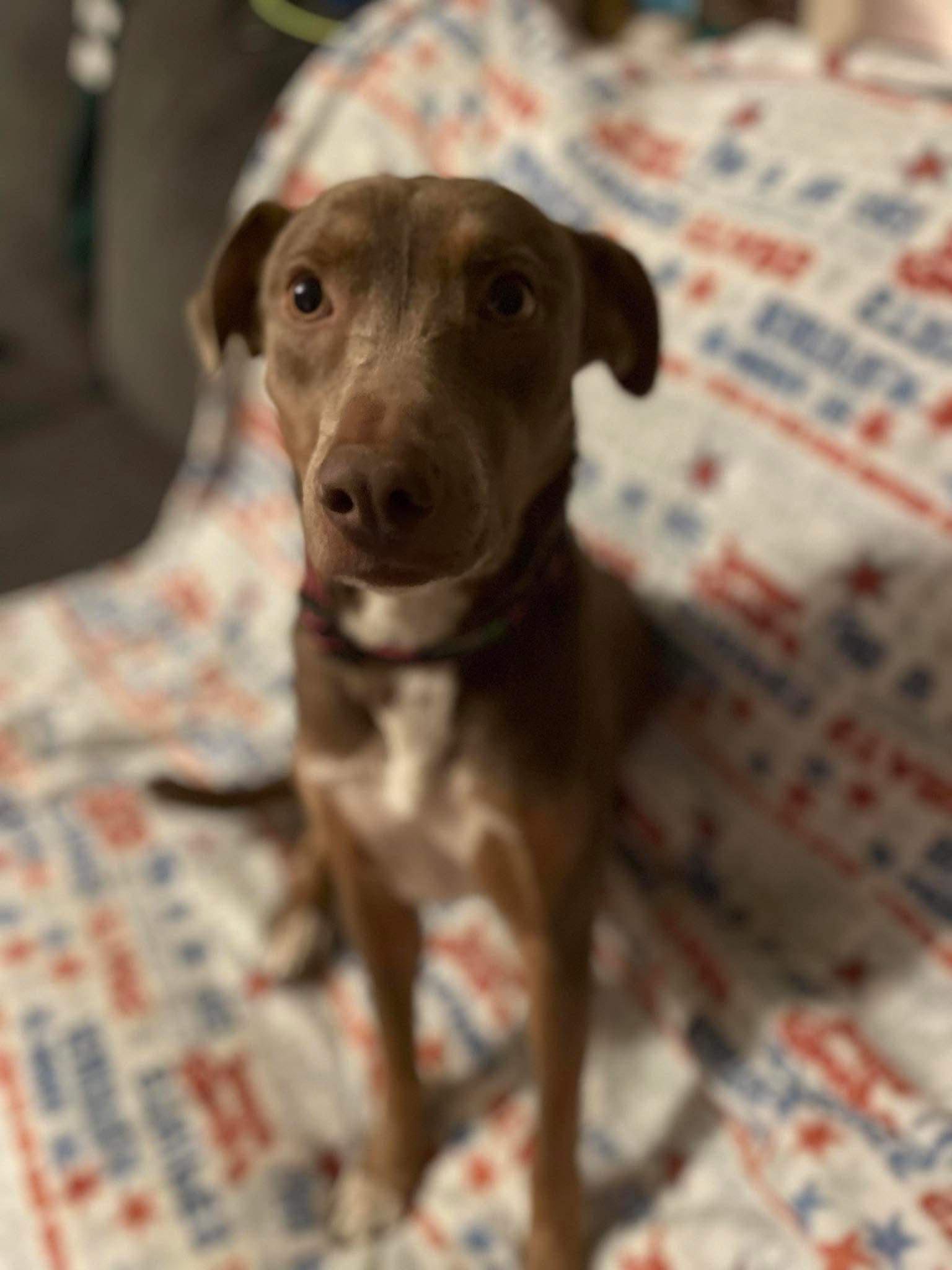 Dog for Adoption - Ella - Friendly gal!, a Mountain Cur in South Toms ...