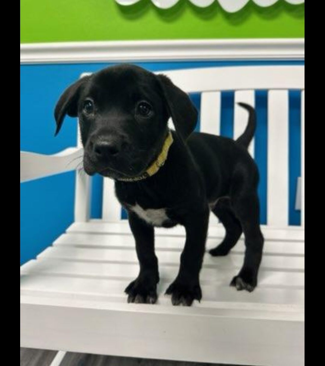 Dog for Adoption - Gunner (black lab pup) - Great pup!, a Labrador ...