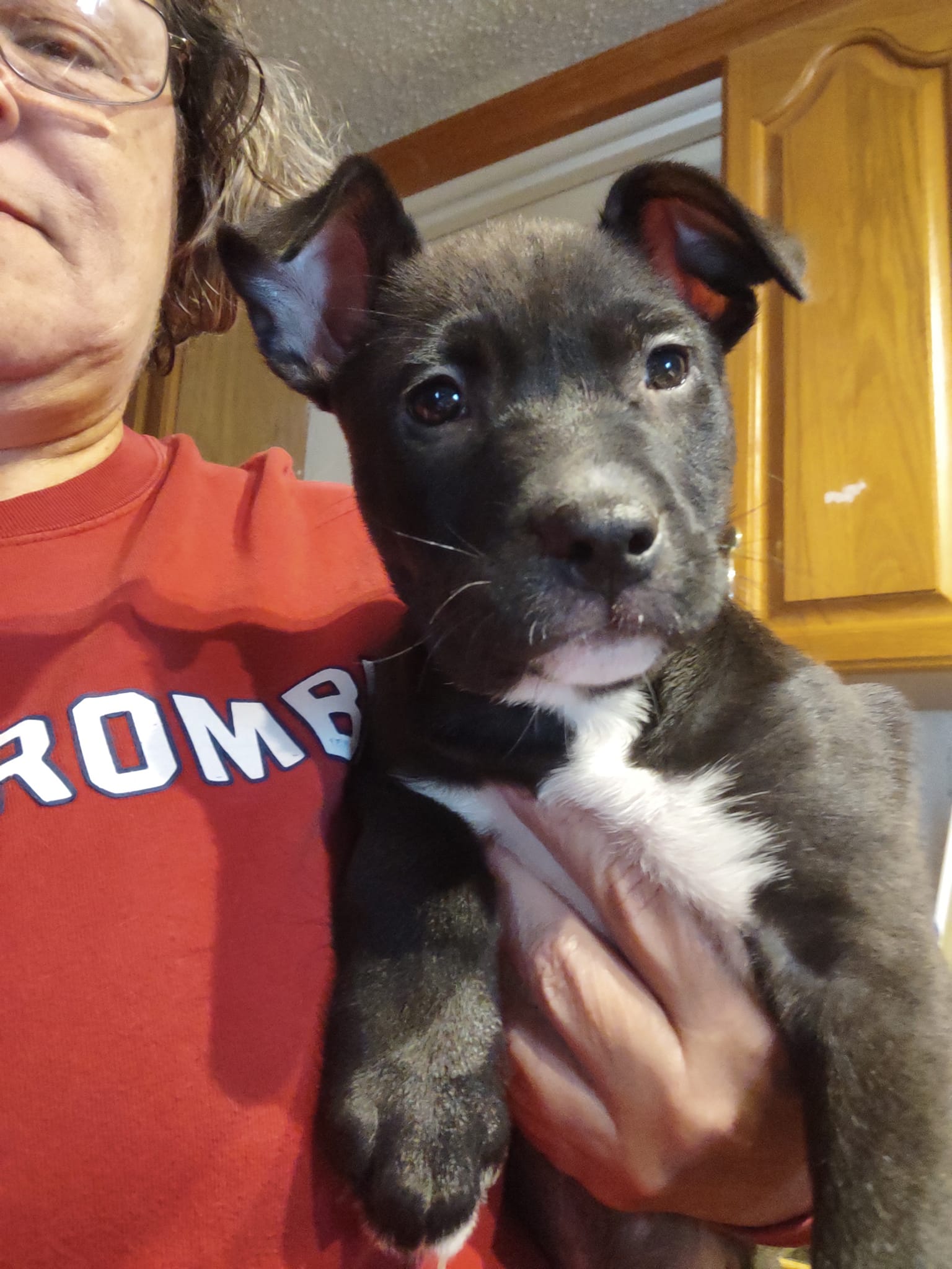 Dog for Adoption - Jazz - Jolly Pup!, a Labrador Retriever in Laurelton ...