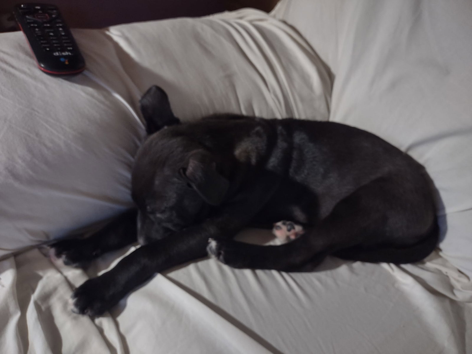 Dog for Adoption - Jazz - Jolly Pup!, a Labrador Retriever in Laurelton ...