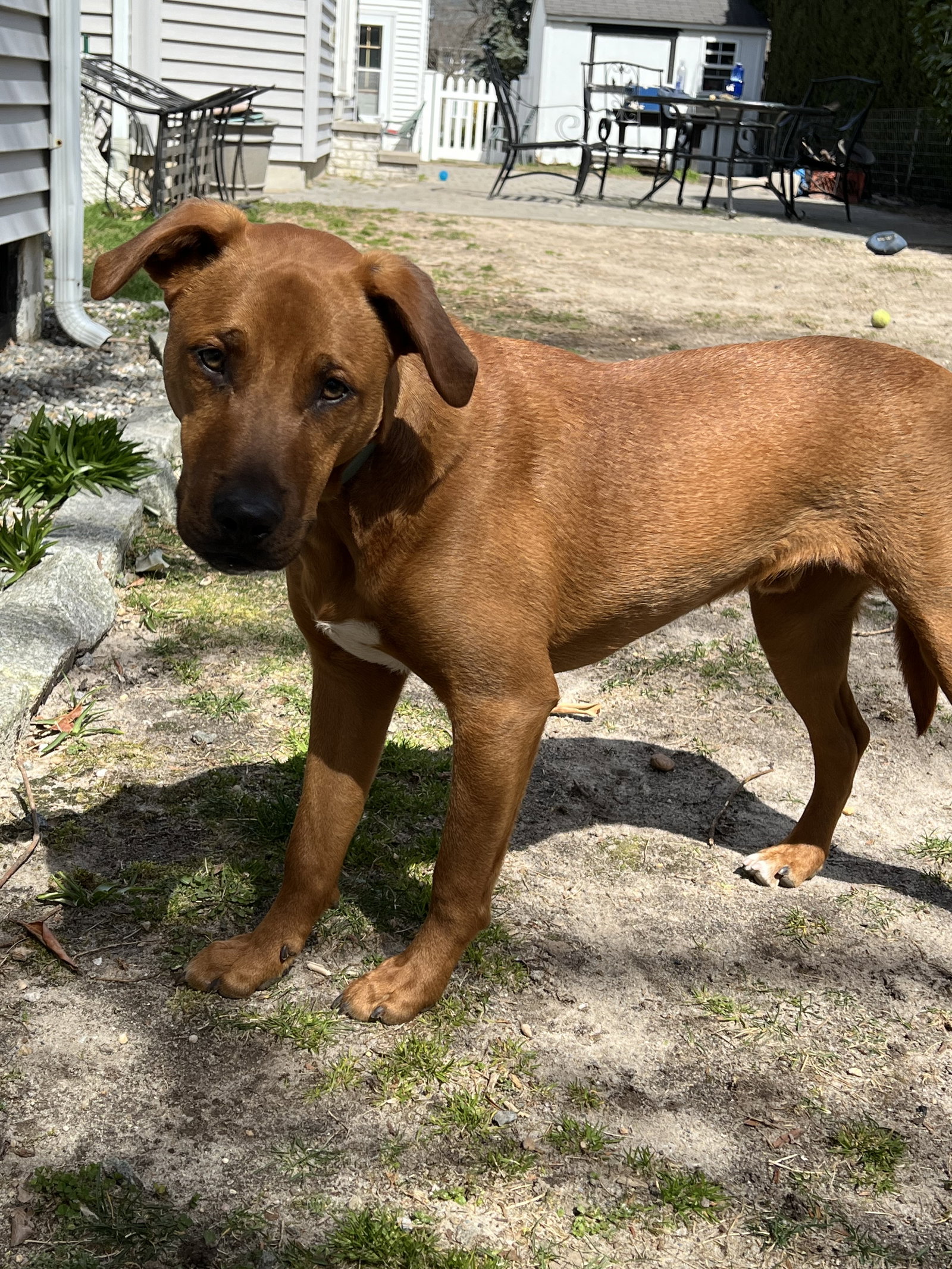 Dog for Adoption - Abe, a Hound in New York City, NY | Alpha Paw
