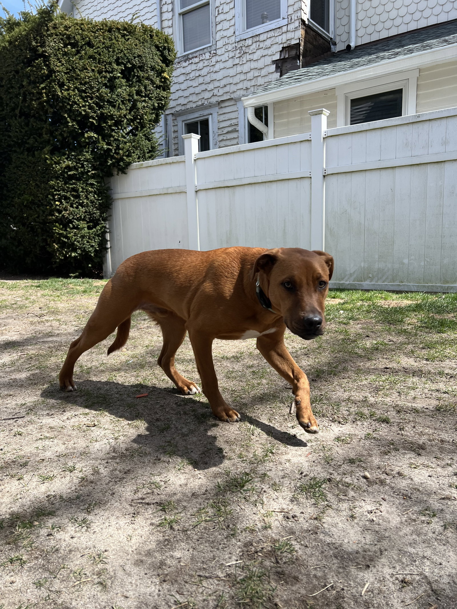 Dog for Adoption - Abe, a Hound in New York City, NY | Alpha Paw