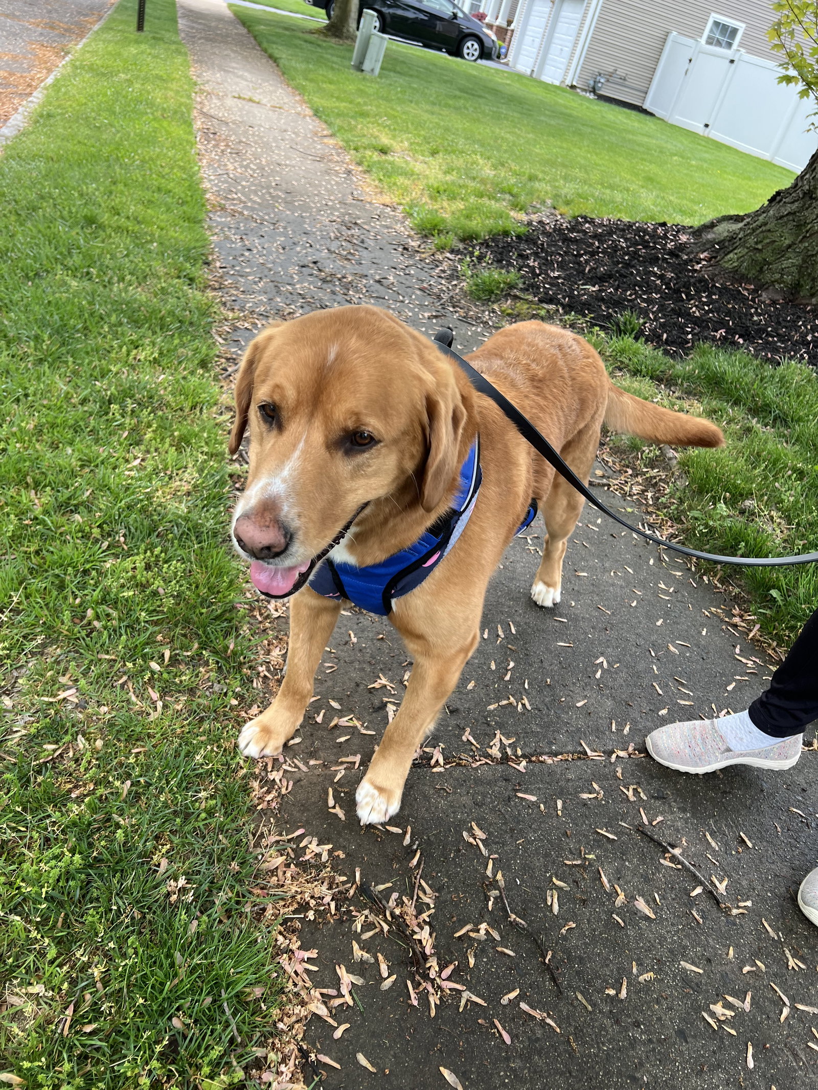 Dog for Adoption - Boone, a Labrador Retriever in Ocean County, NJ ...