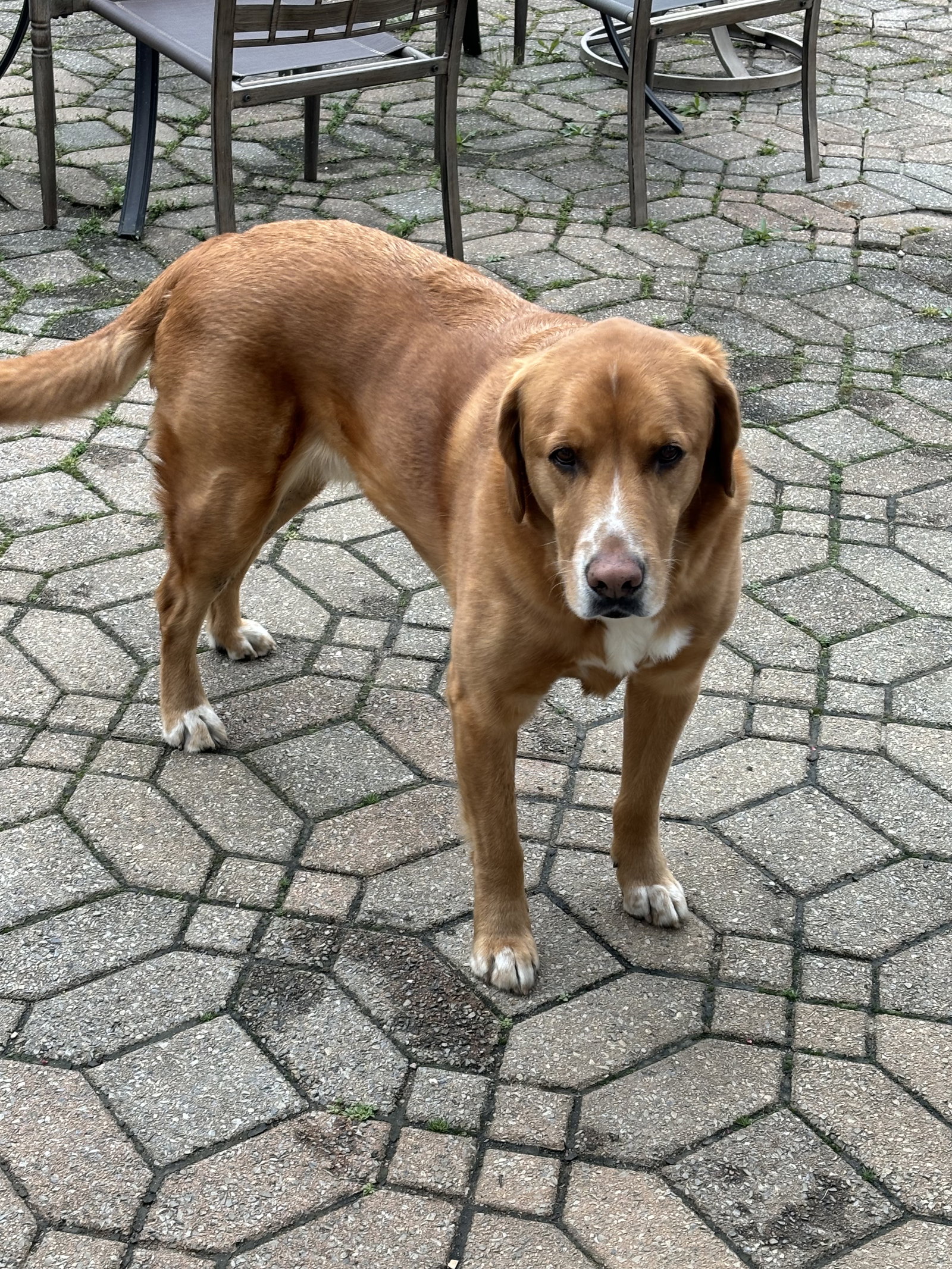 Dog for Adoption - Boone, a Labrador Retriever in Ocean County, NJ ...