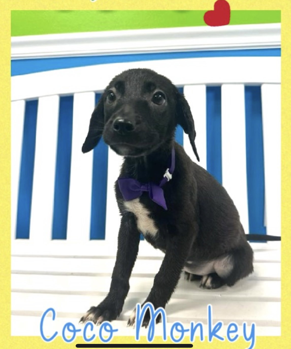 Dog for Adoption - Coco Monkey - Cutie!, a Hound in Jamaica, NY | Alpha Paw