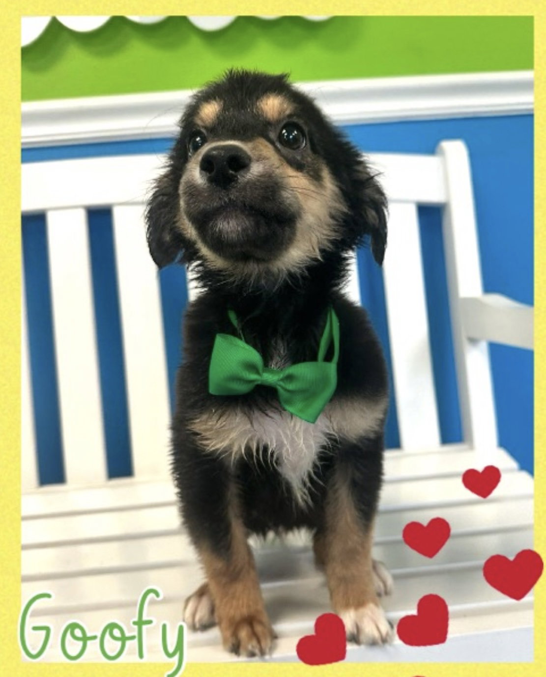 Dog for Adoption - Goofy, a Hound in Maspeth, NY | Alpha Paw