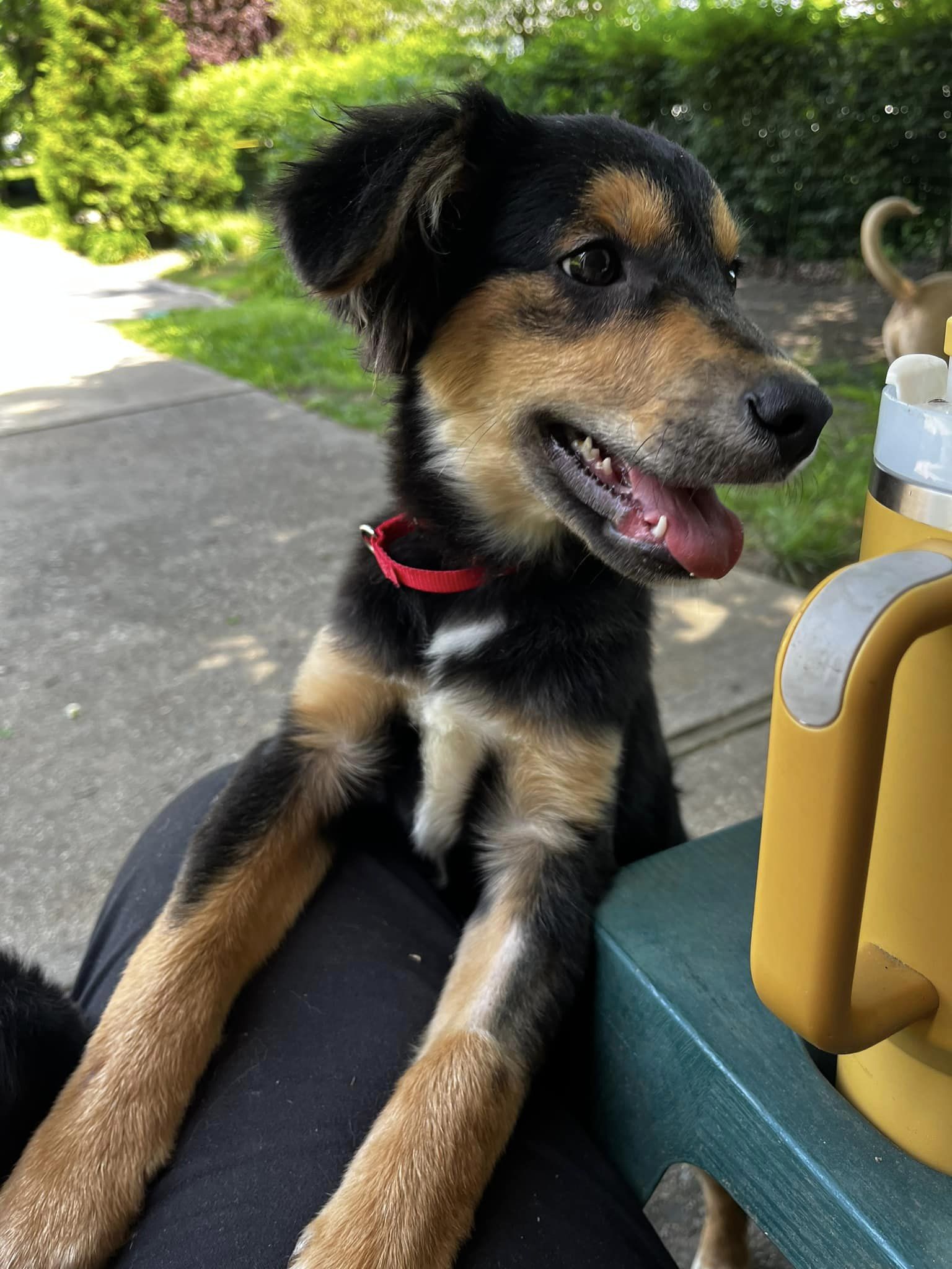 Dog for Adoption - Goofy, a Hound in Maspeth, NY | Alpha Paw