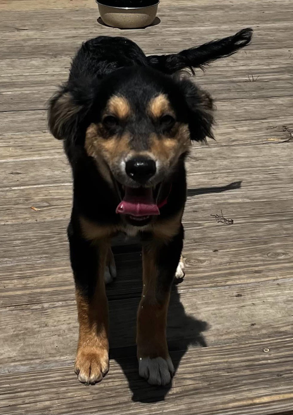 Dog for Adoption - Goofy, a Hound in Maspeth, NY | Alpha Paw