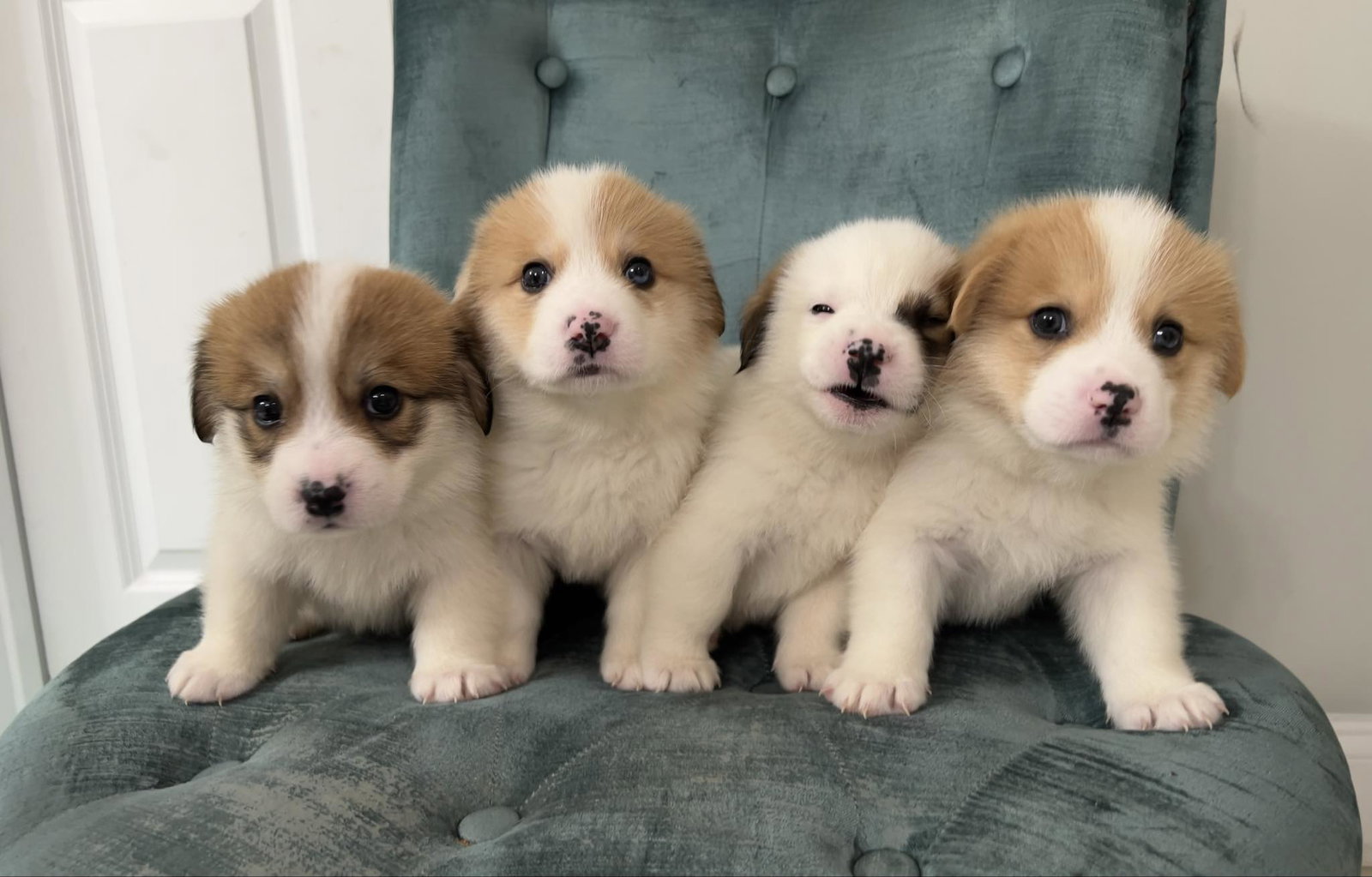 Dog for Adoption - Sara Lee - So cute!, a Great Pyrenees in Toms River ...