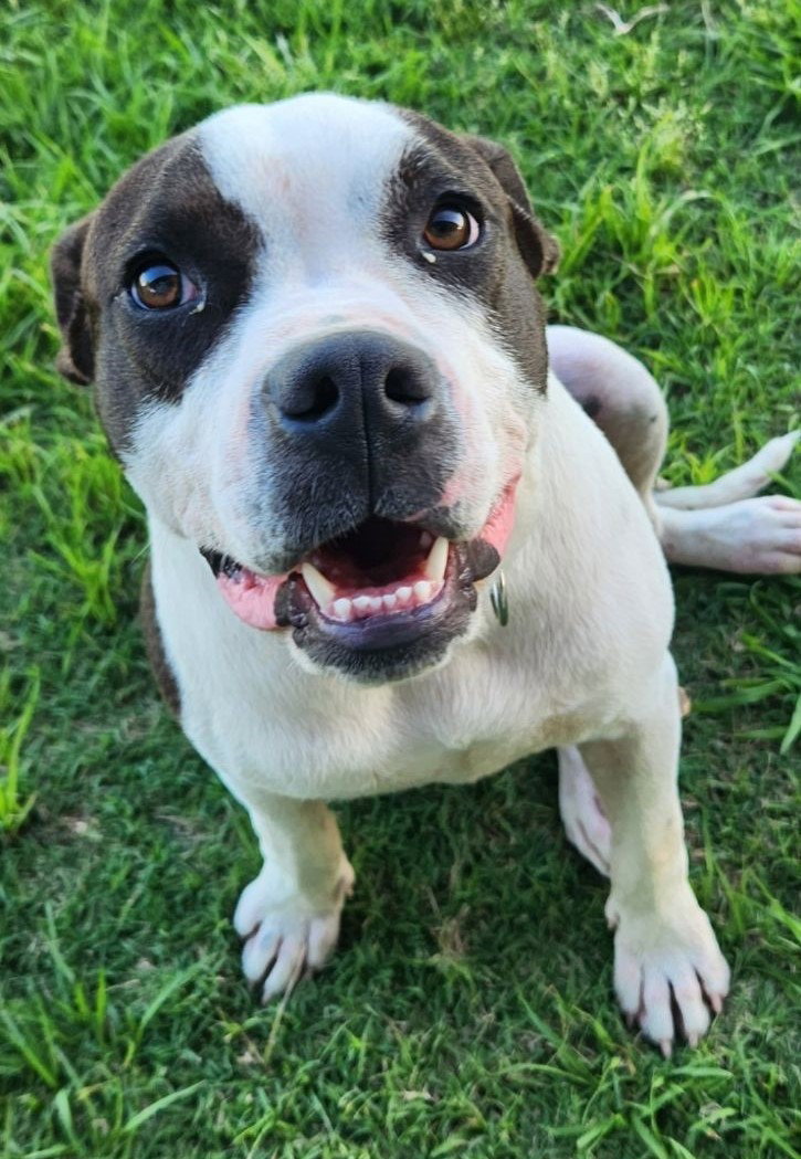 Dog for Adoption - Odie - Oh Whaaata Boy!, a American Pit Bull Terrier ...