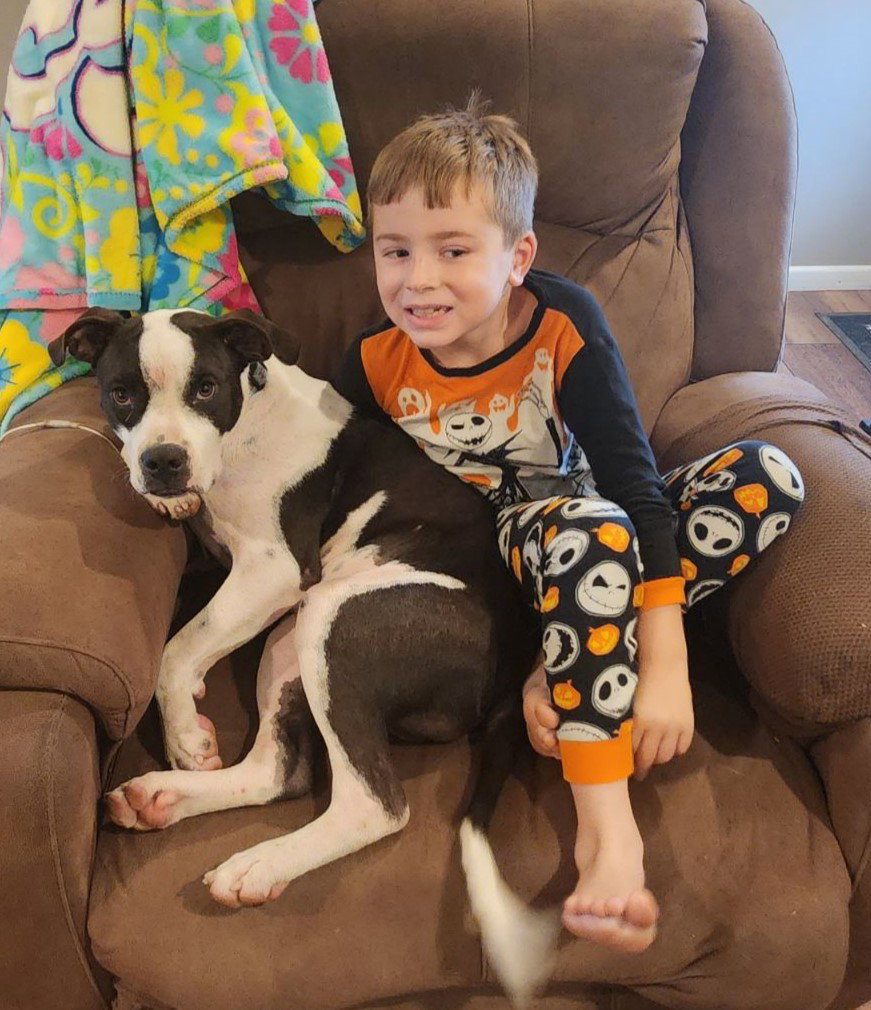 Dog for Adoption - Odie - Oh Whaaata Boy!, a American Pit Bull Terrier ...