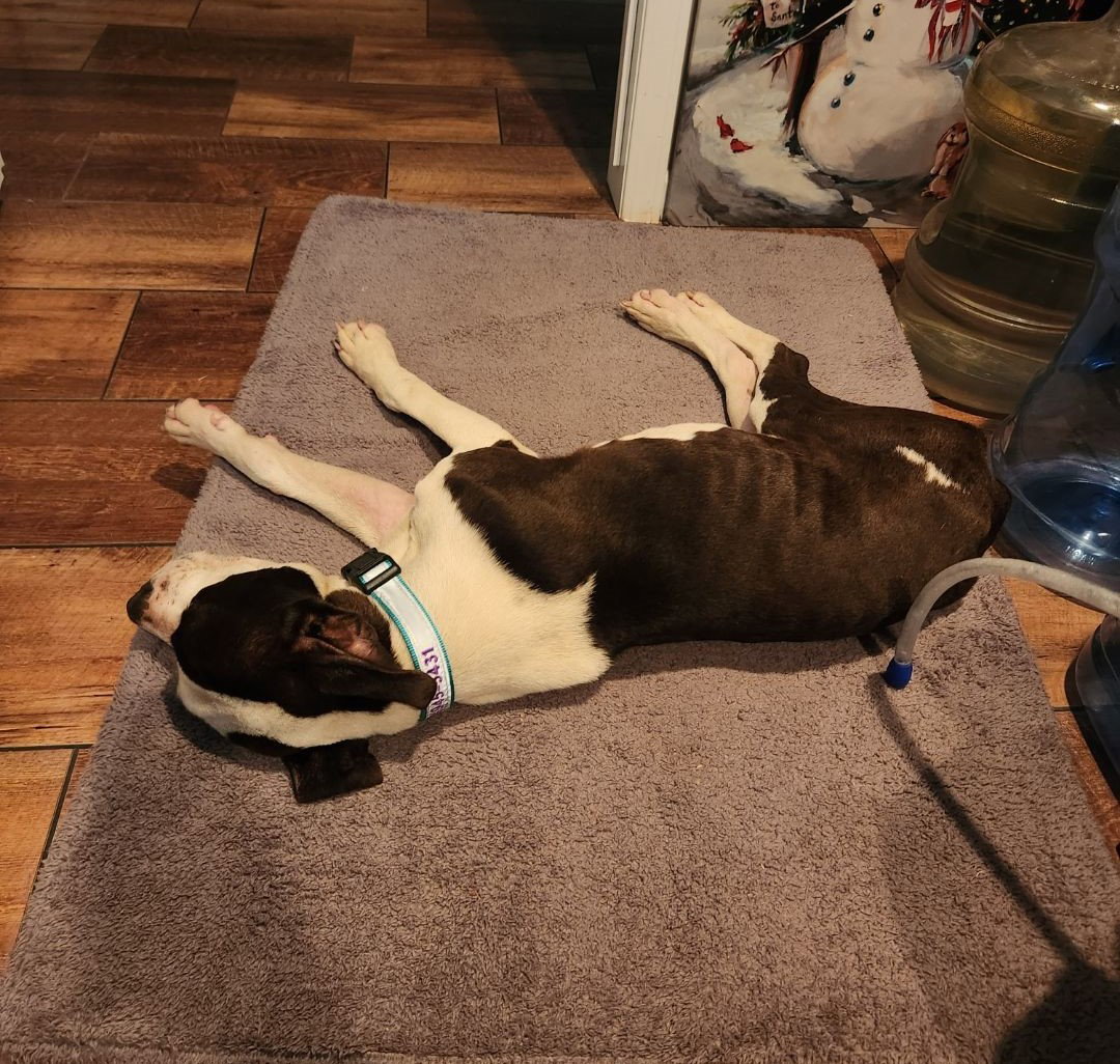 Dog for Adoption - Odie - Oh Whaaata Boy!, a American Pit Bull Terrier ...