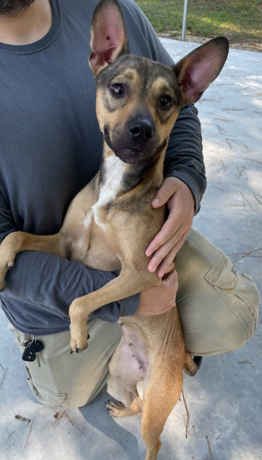Dog for Adoption - Nyla - Noteworthy Smile!, a German Shepherd Dog in ...